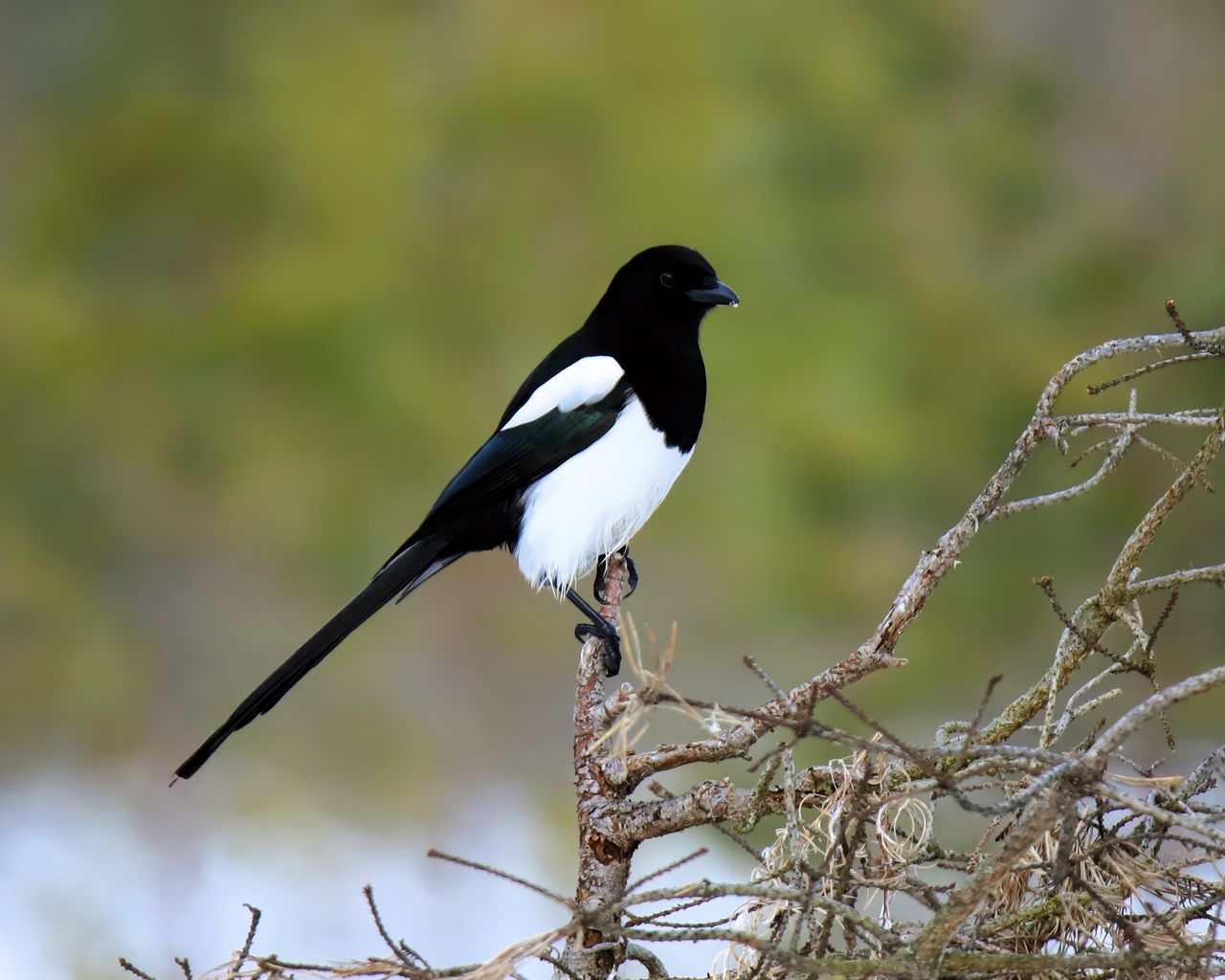Download wallpaper 1280x1024 magpie, bird, wildlife, tree standard 5:4 ...