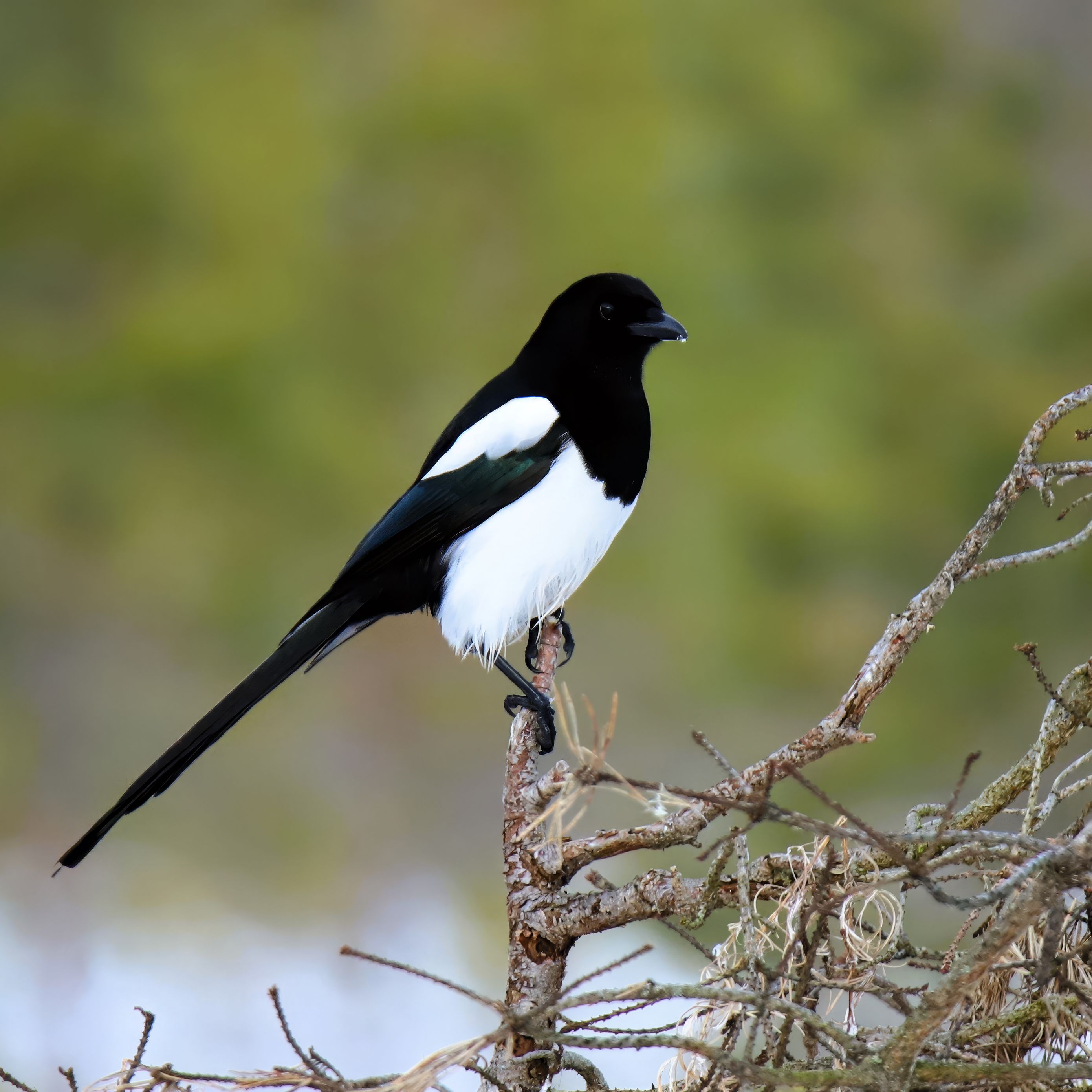 Download wallpaper 2780x2780 magpie, bird, wildlife, tree ipad air ...