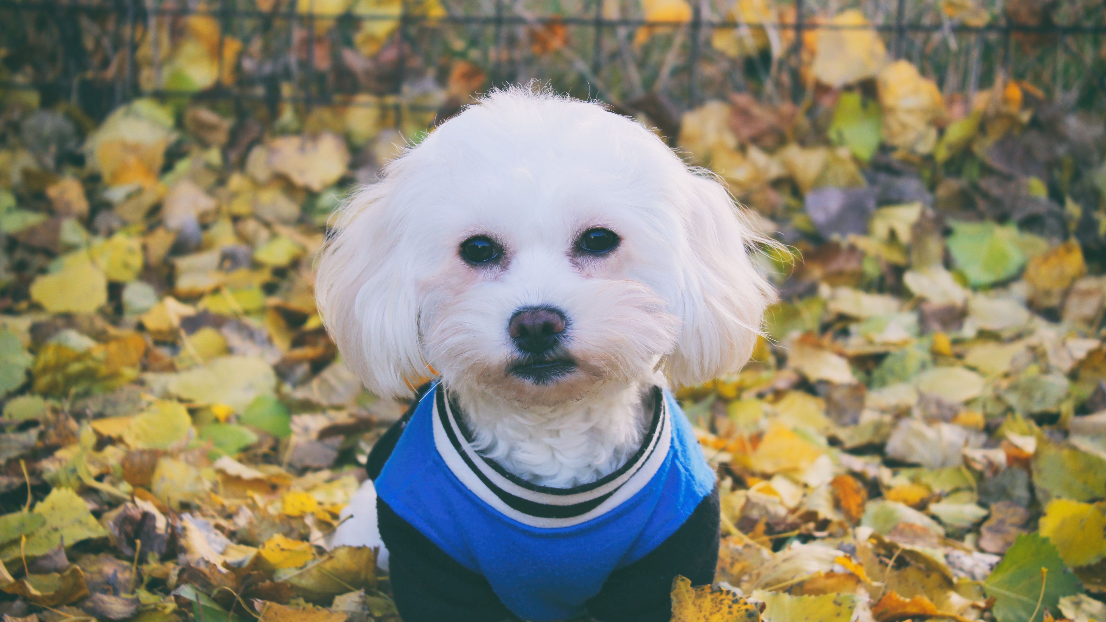 Download wallpaper 3840x2160 maltese dog, dog, muzzle, suit 4k uhd 16:9 ...