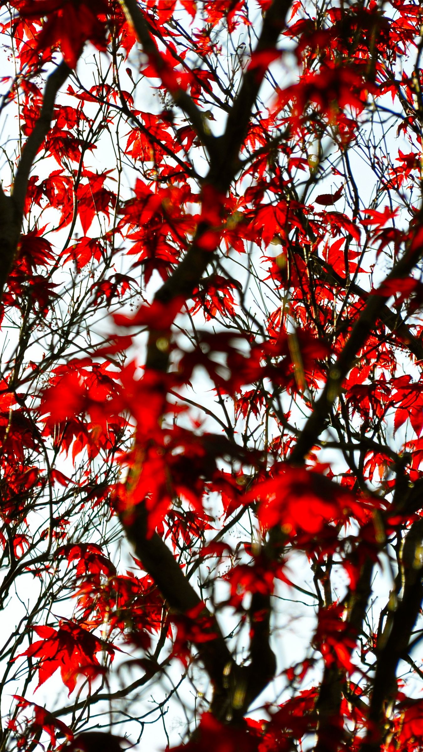 Download wallpaper 1350x2400 maple, branches, leaves, tree, red iphone ...