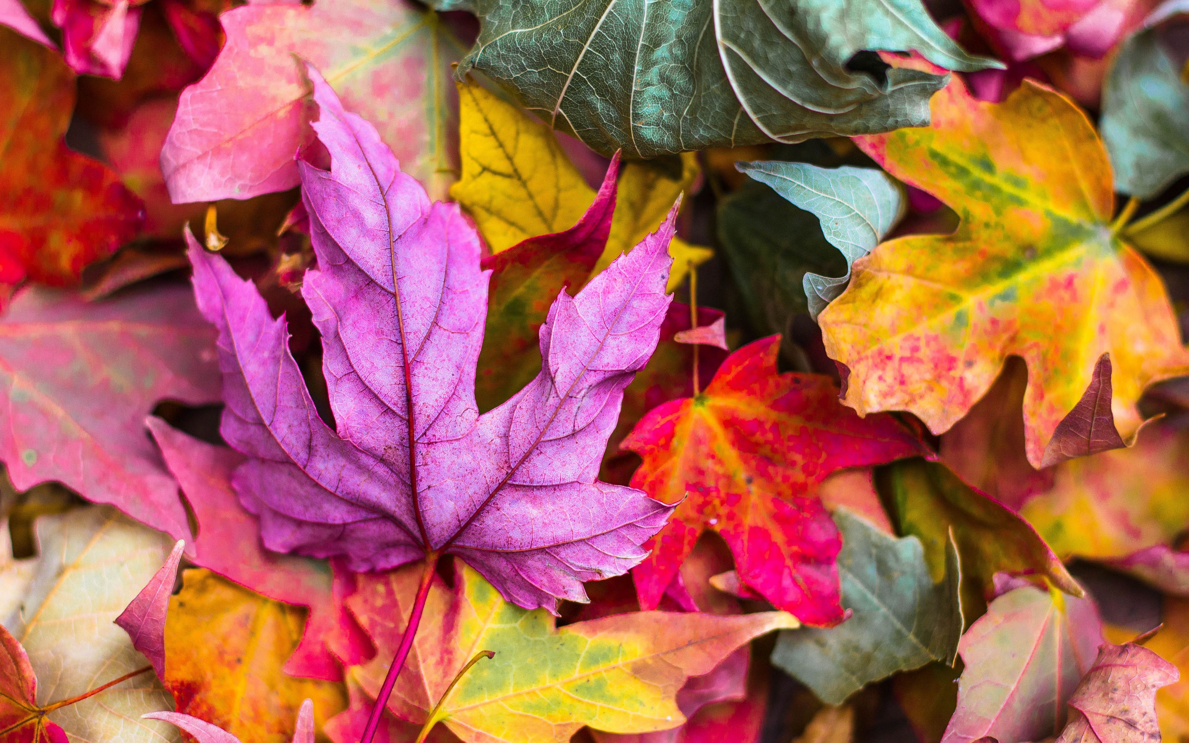 Download wallpaper 3840x2400 maple, leaves, autumn, colorful, macro 4k ...