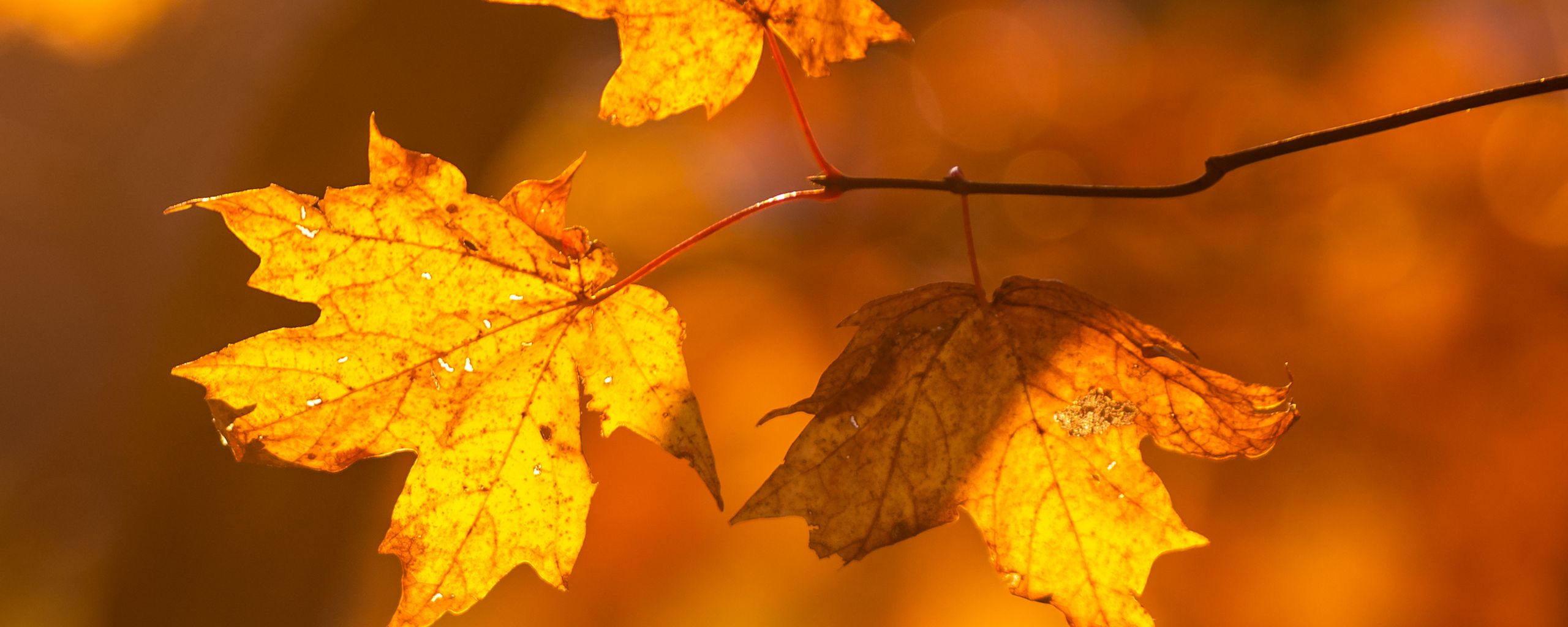 Download wallpaper 2560x1024 maple, leaves, branches, autumn, macro, yellow ultrawide monitor hd ...