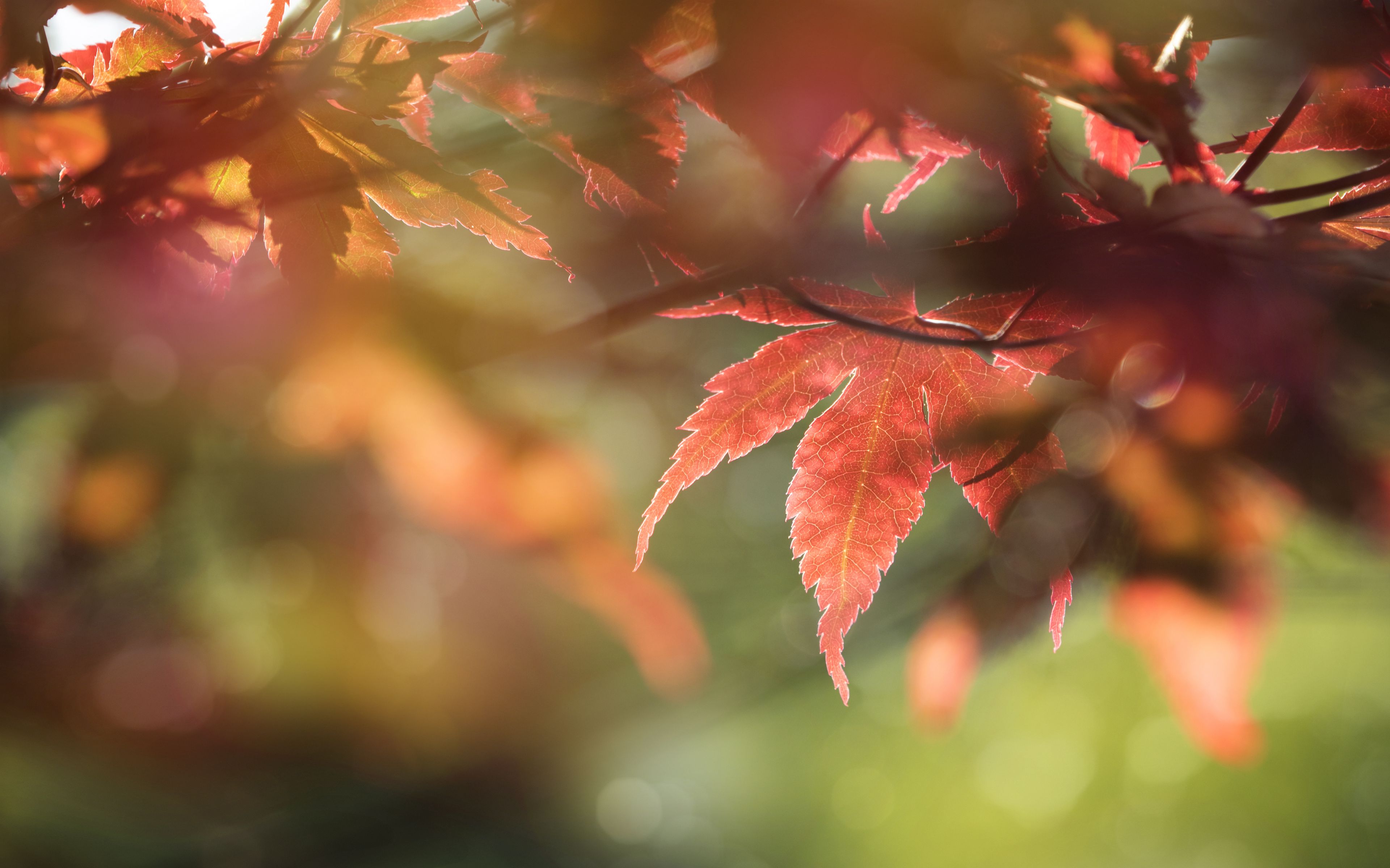 Download wallpaper 3840x2400 maple, leaves, macro, focus 4k ultra hd 16 ...