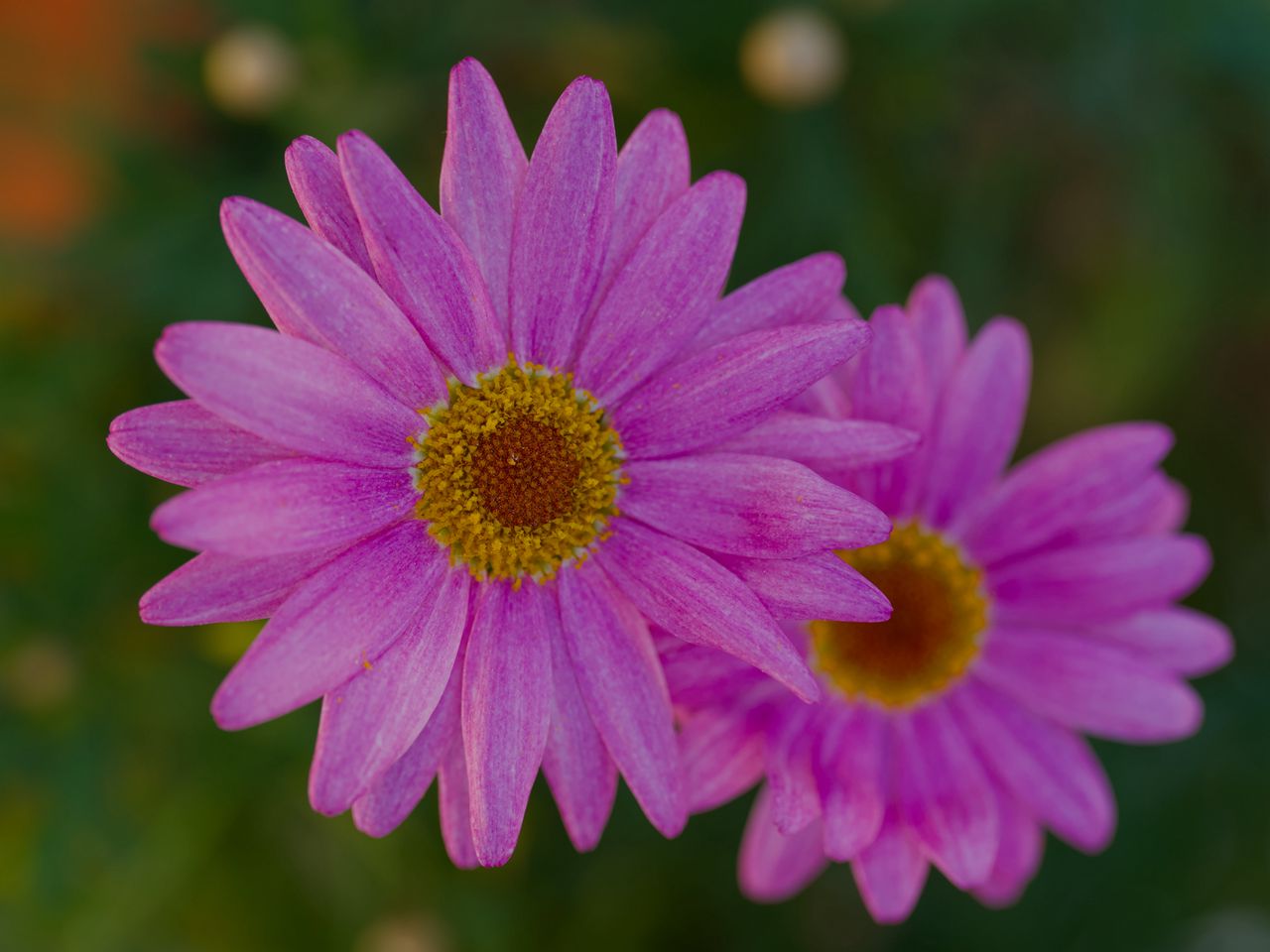 Download wallpaper 1280x960 marguerite, petals, flowers, macro, pink ...