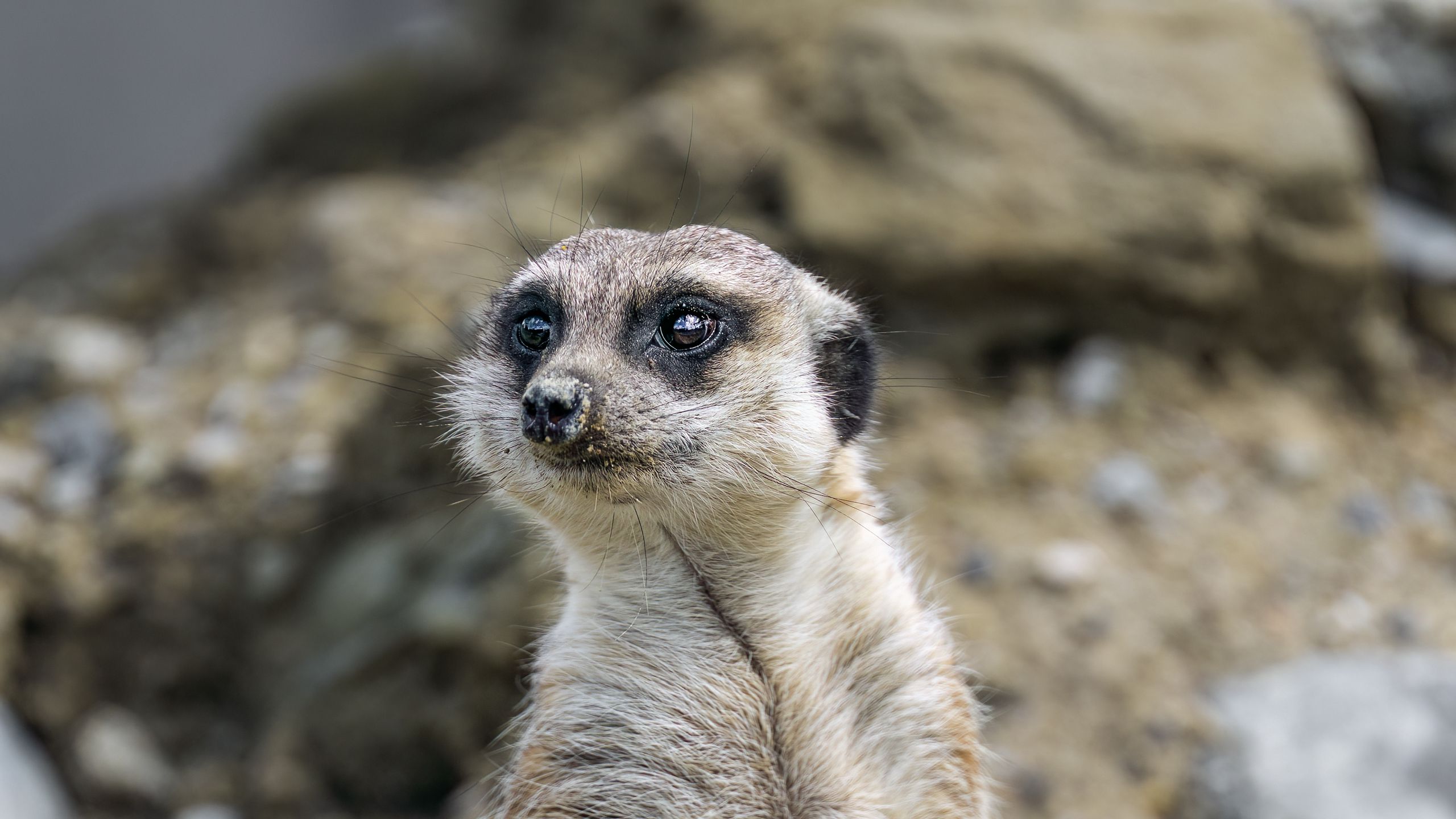 Download wallpaper 2560x1440 meerkat, animal, blur, wildlife widescreen ...