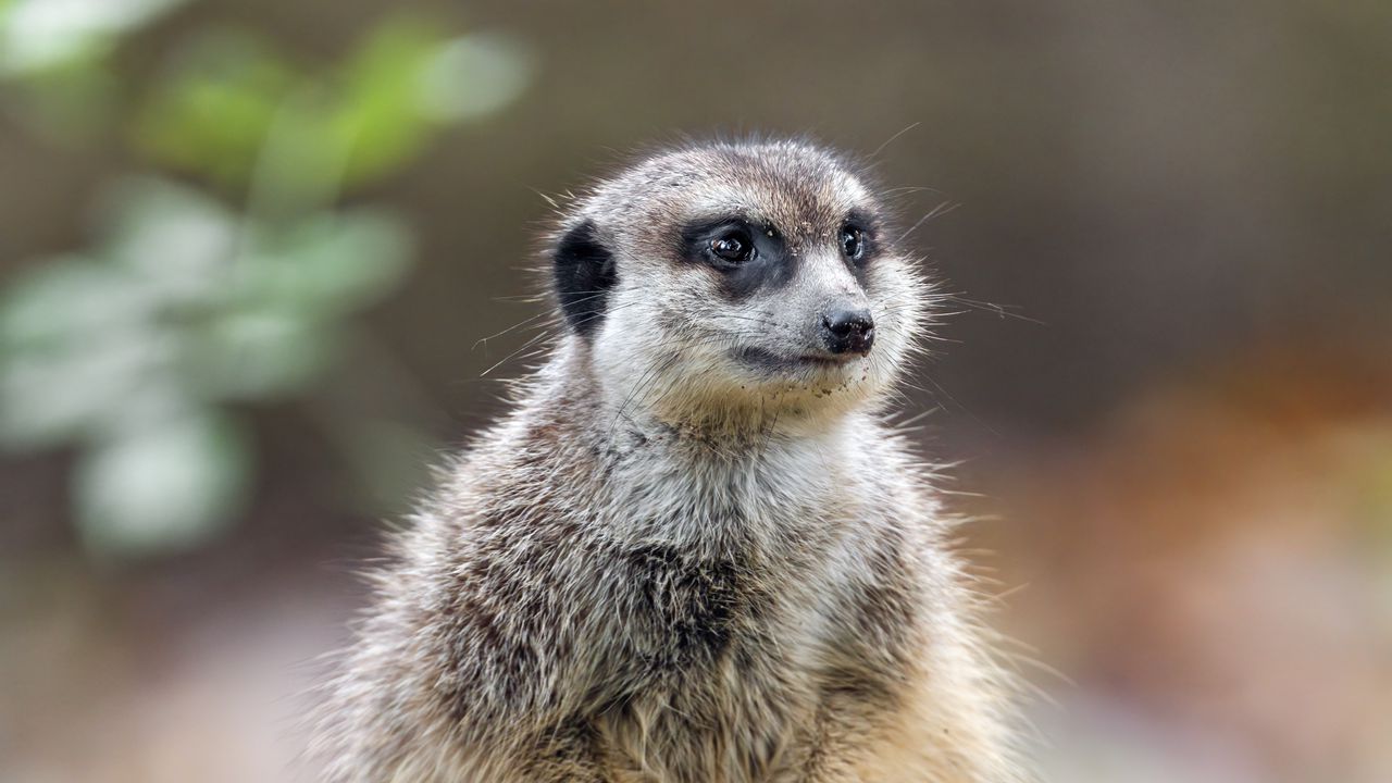 Wallpaper meerkat, nature, stone, wool, animal hd, picture, image