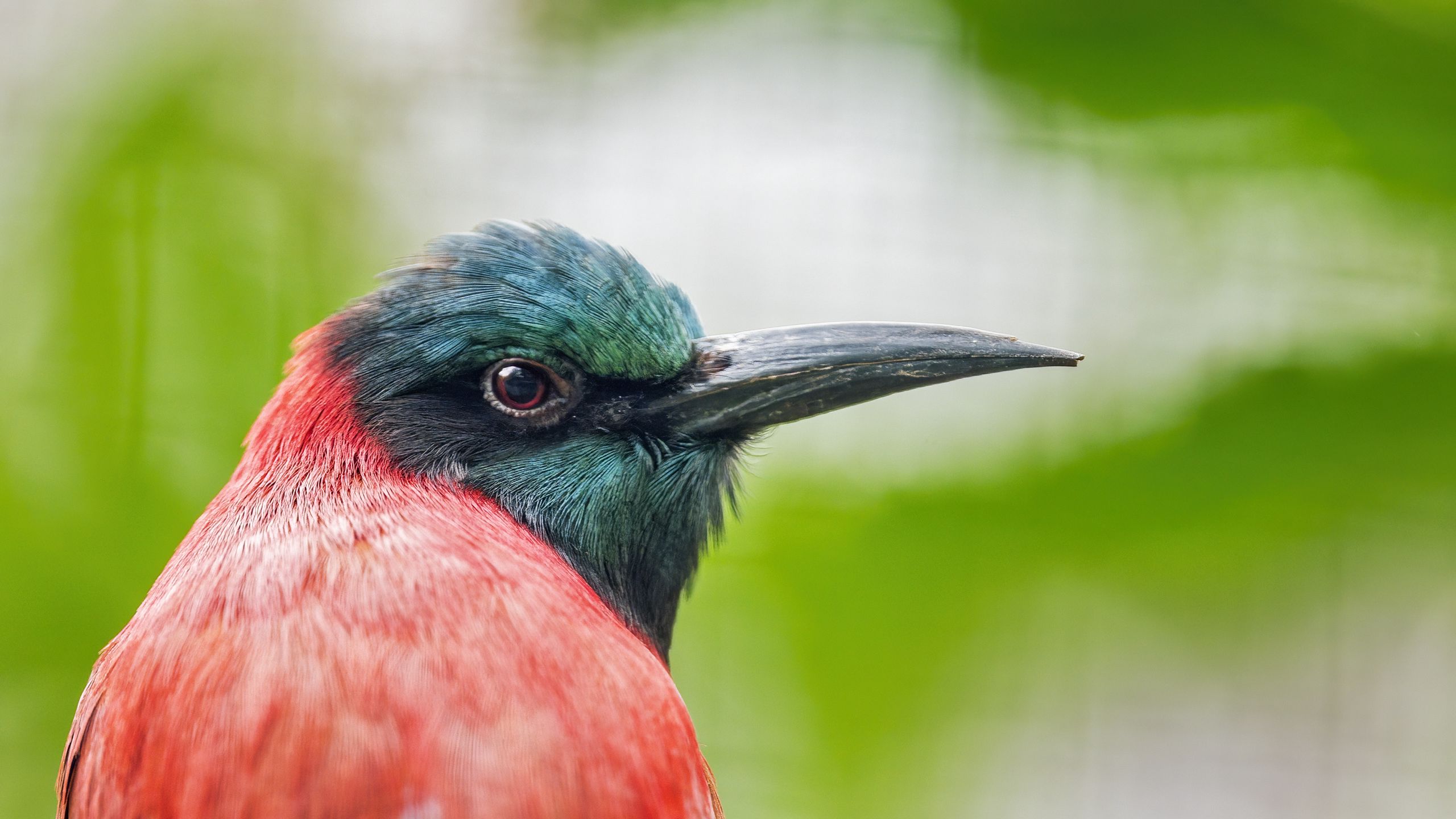 Download wallpaper 2560x1440 merop, bird, beak, branch, blur widescreen ...