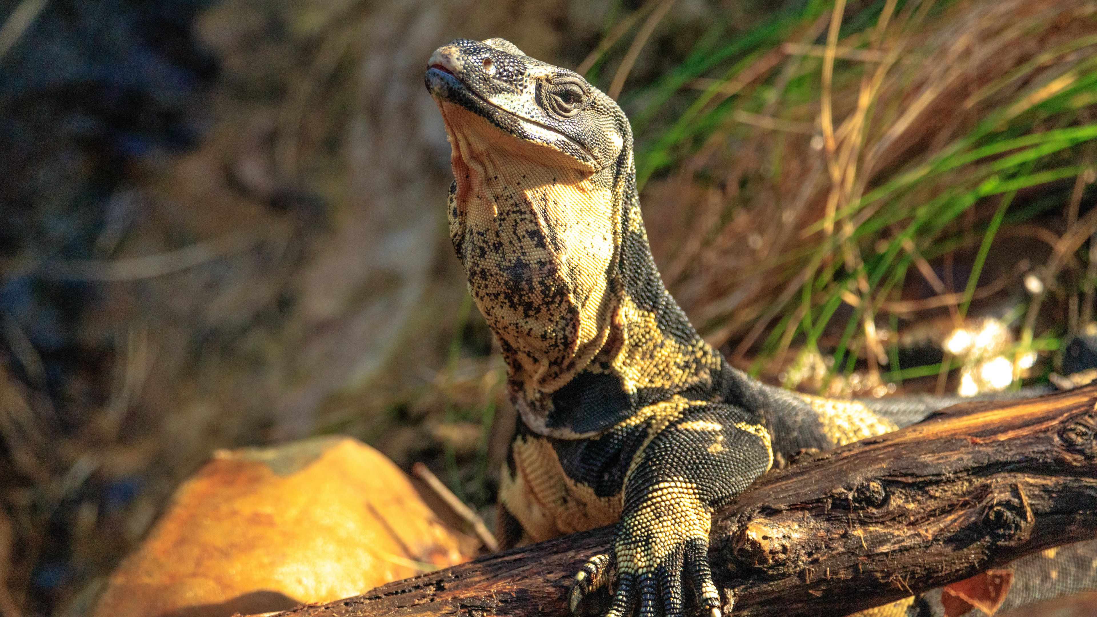 Download wallpaper 3840x2160 monitor lizard, lizard, reptile, wildlife ...