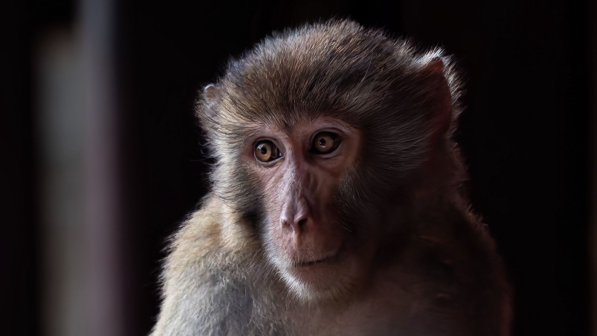 Download wallpaper 1920x1080 monkey, animal, eyes, fur full hd, hdtv ...
