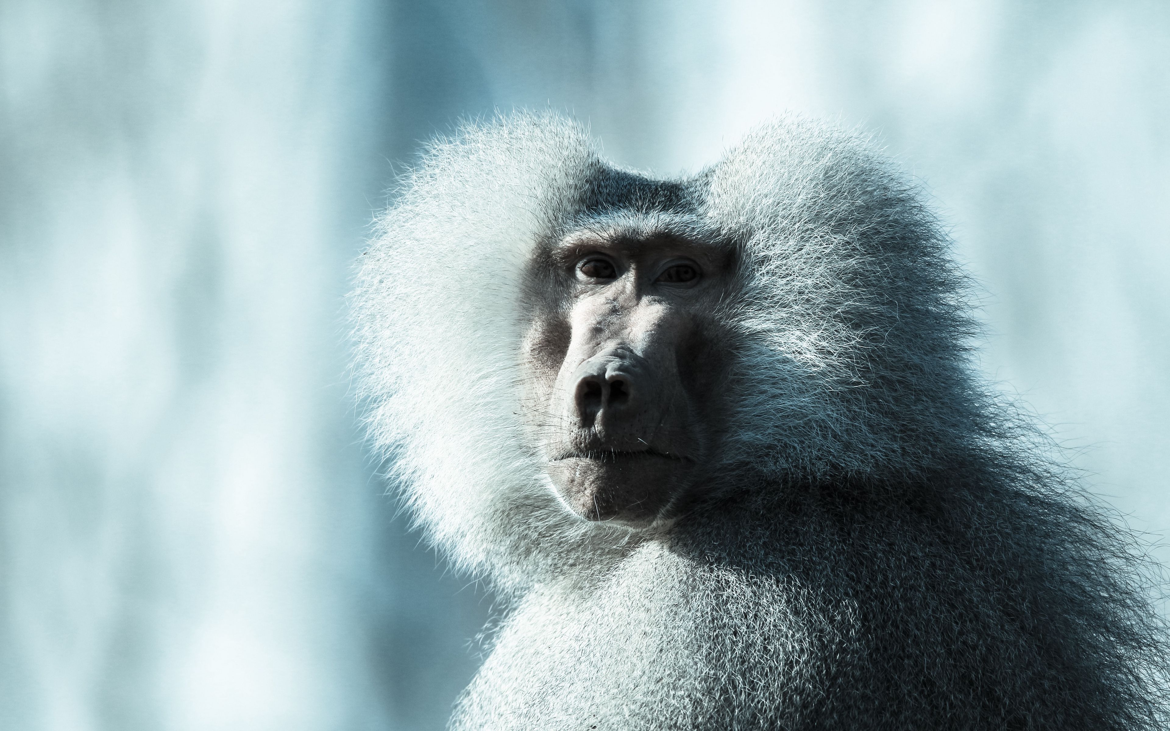 Download wallpaper 3840x2400 monkey, baboon, muzzle, fluffy 4k ultra hd ...