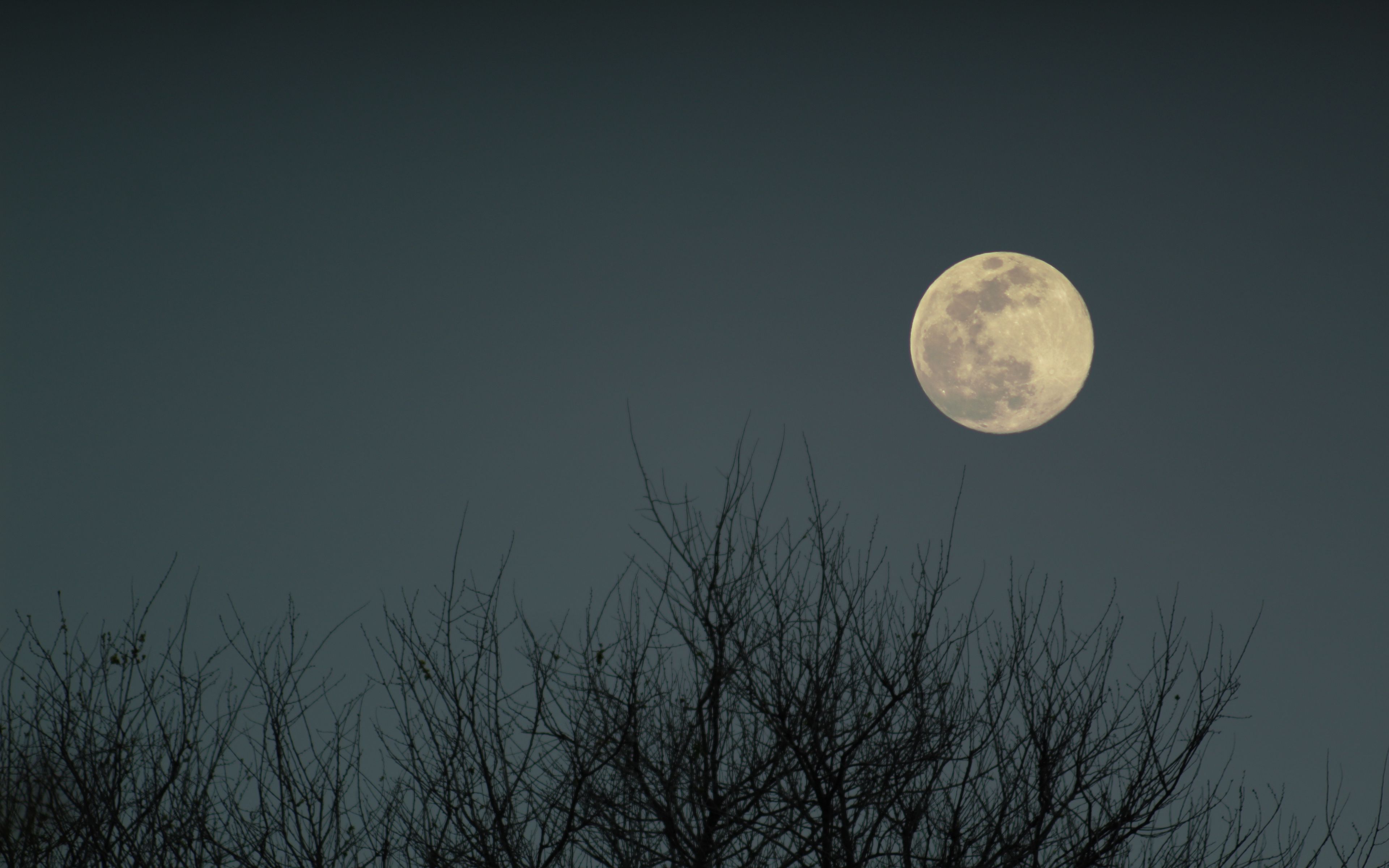 Download wallpaper 3840x2400 moon, branches, bushes, evening 4k ultra ...