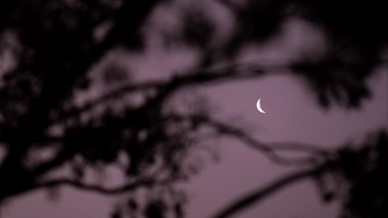 Wallpaper moon, branches, sky, evening hd, picture, image