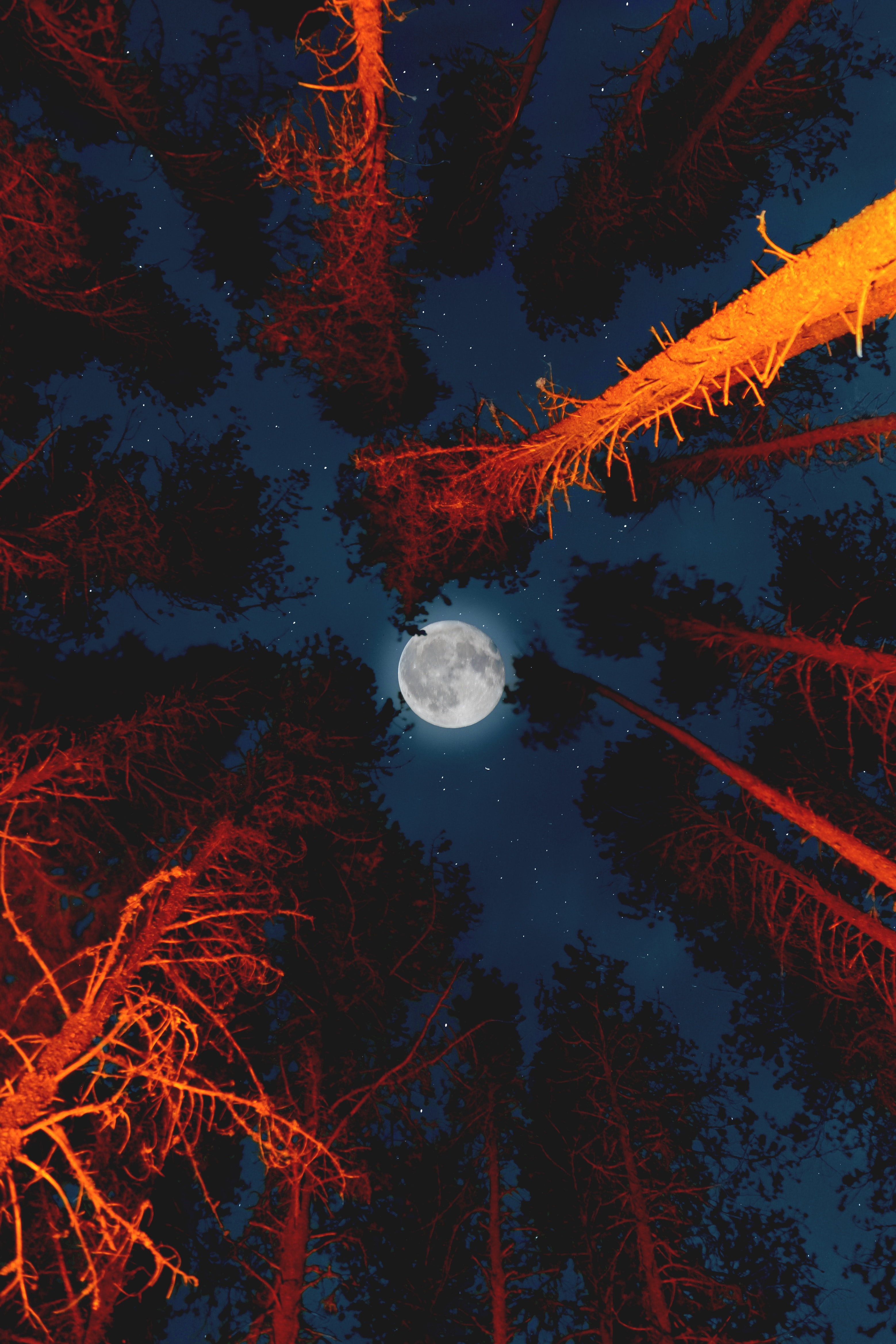 Download wallpaper 3117x4675 moon, full moon, bottom view, trees, light ...