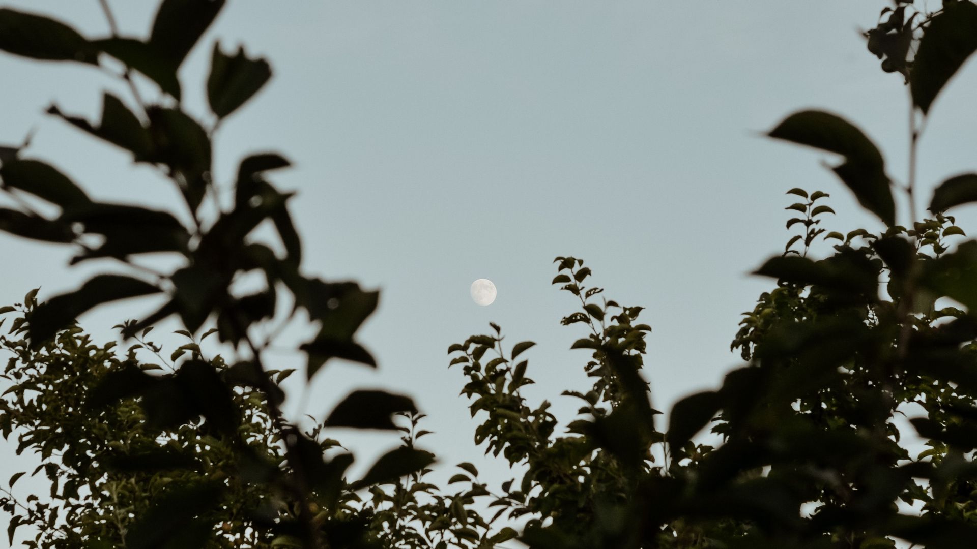 Download wallpaper 1920x1080 moon, leaves, branches, evening full hd ...