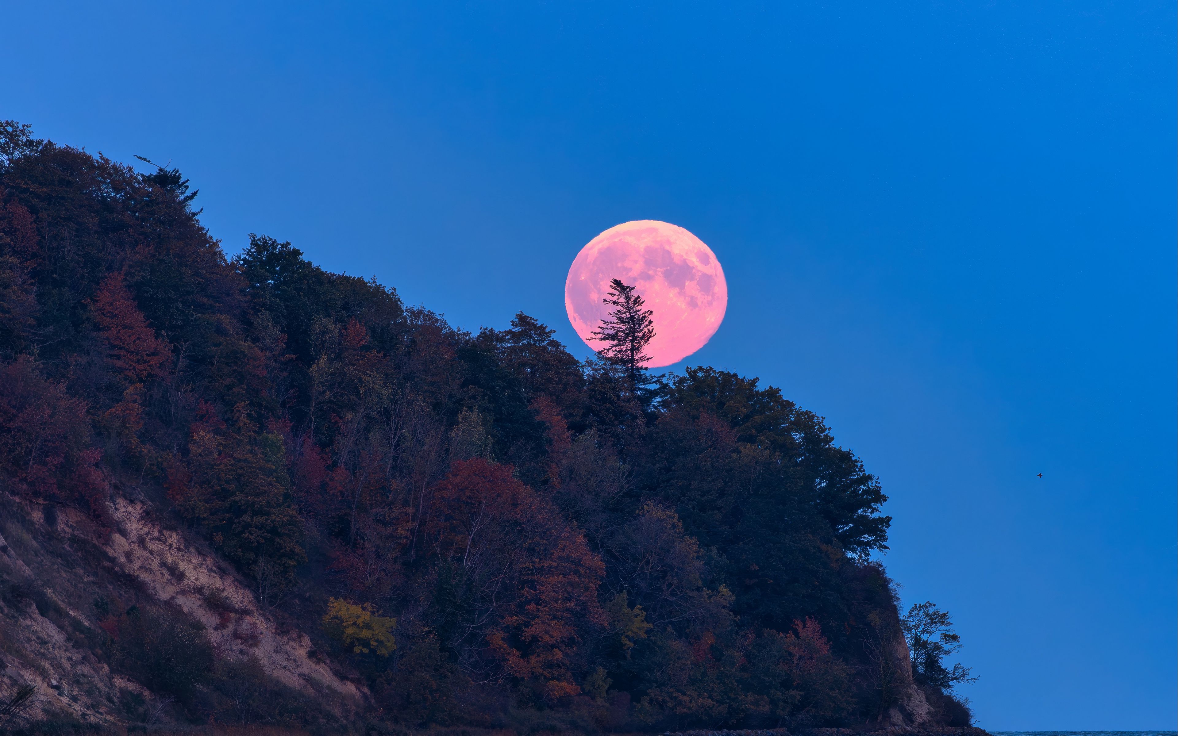 Download wallpaper 3840x2400 moon, trees, sea, landscape, nature 4k ...