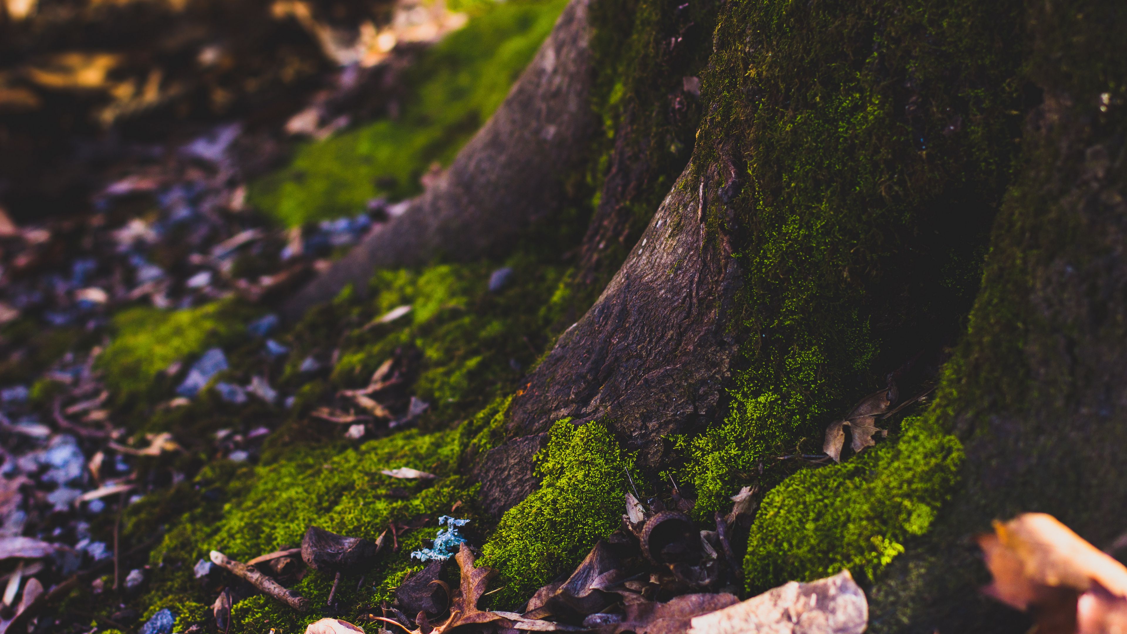 Download wallpaper 3840x2160 moss, tree, trunk, foliage, autumn 4k uhd ...
