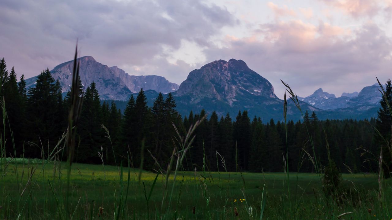 Wallpaper mountains, forest, field, grass, landscape hd, picture, image