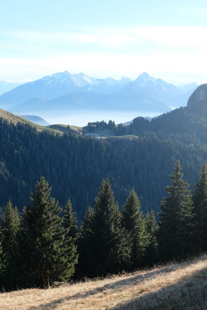 Download wallpaper 800x1200 mountains, forest, landscape, nature iphone ...