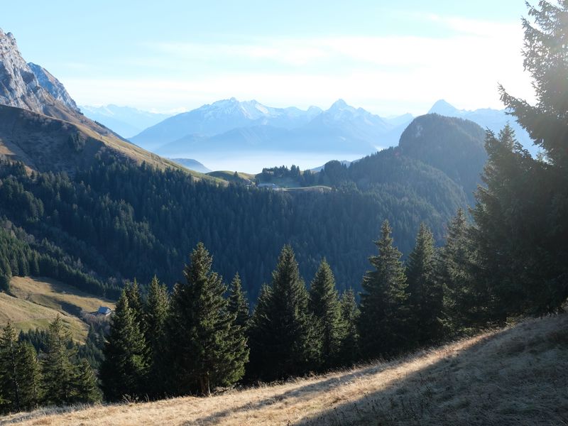 Download wallpaper 800x600 mountains, forest, landscape, nature pocket ...