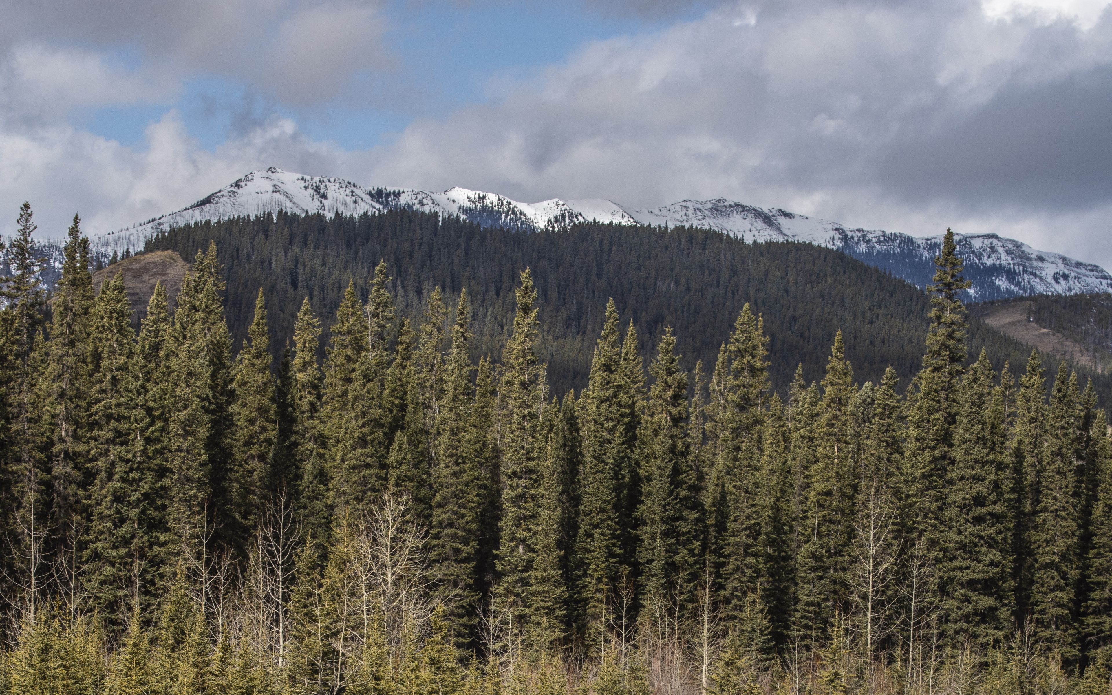 Download wallpaper 3840x2400 mountains, forest, trees, nature 4k ultra ...