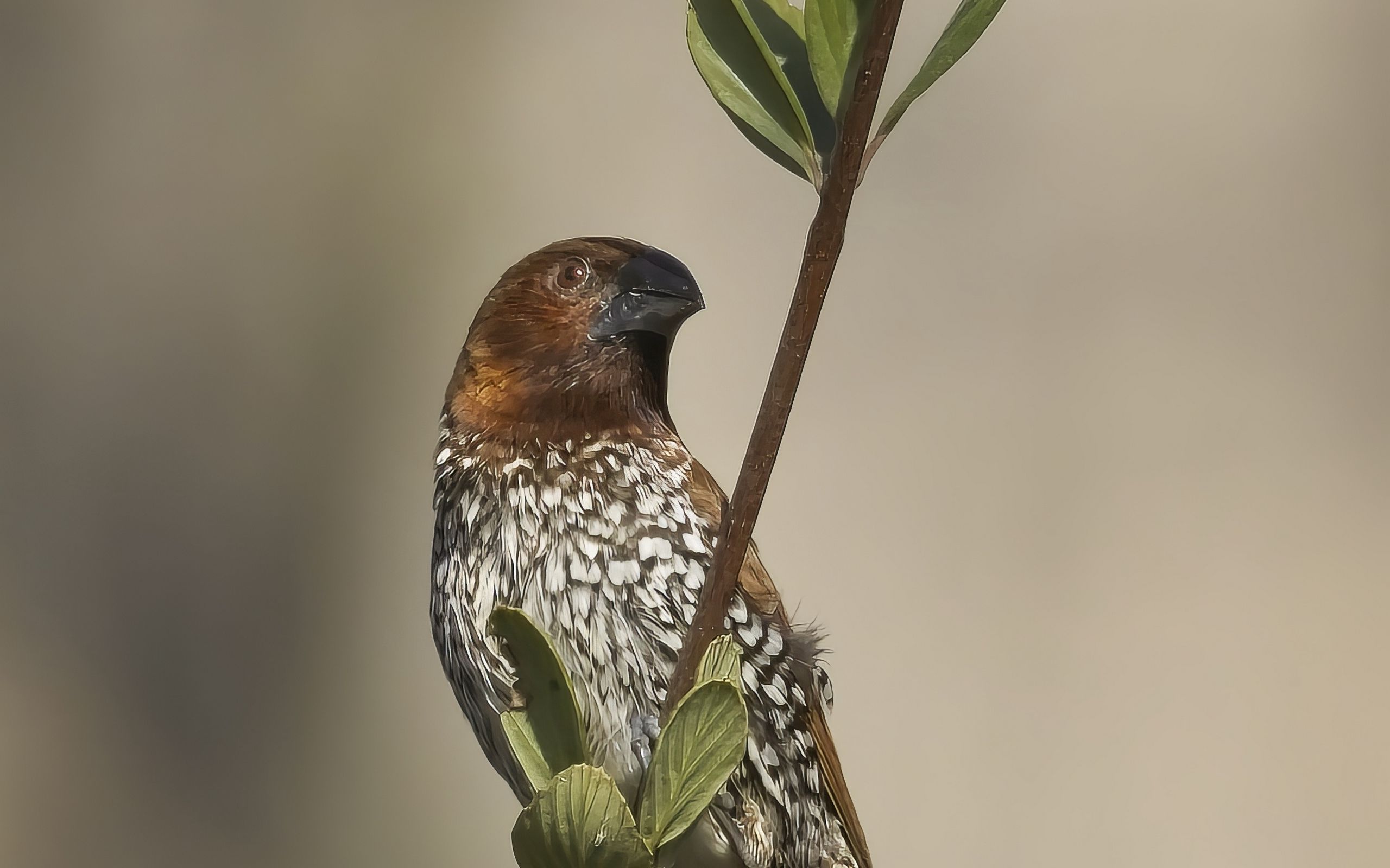 Download wallpaper 2560x1600 munia, bird, branch, leaves, wildlife ...