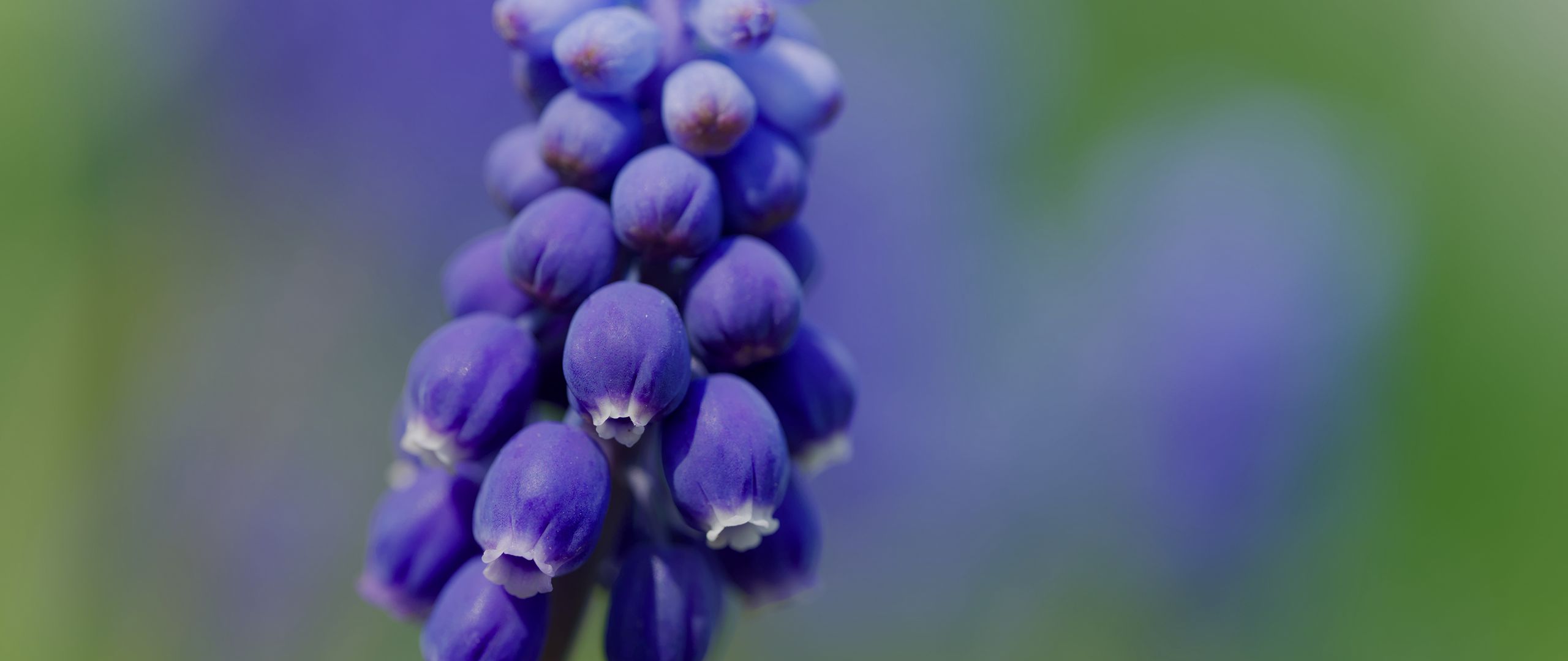 Download wallpaper 2560x1080 muscari, flower, macro, plant, purple ...