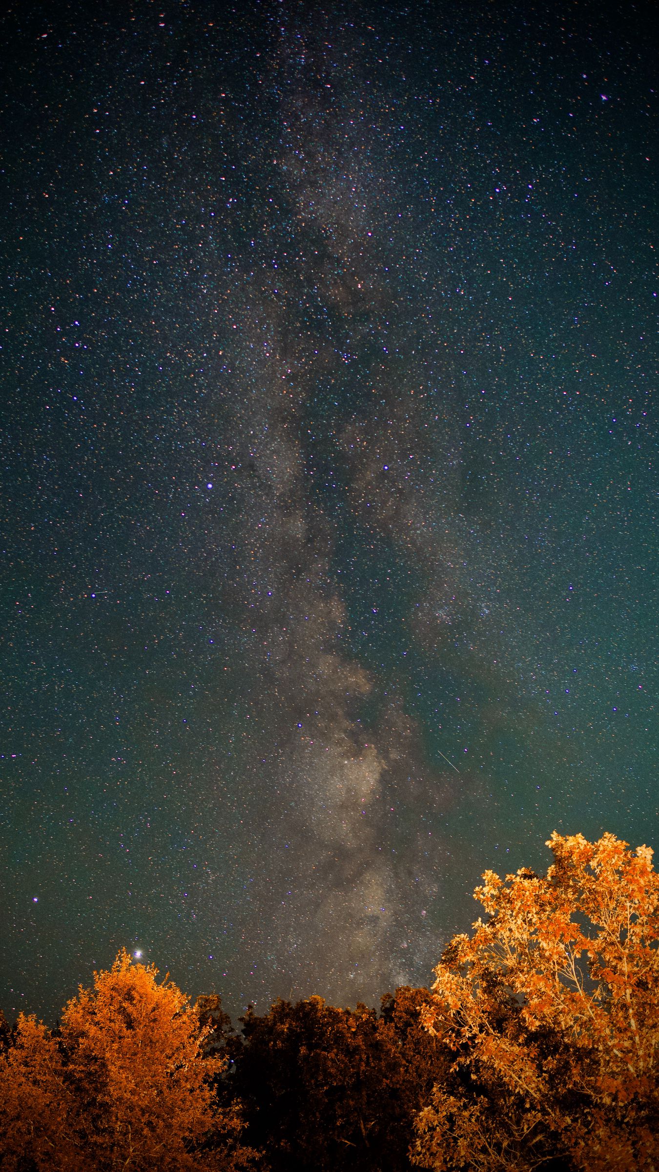 Download wallpaper 1350x2400 nebula, trees, night, stars, starry sky ...