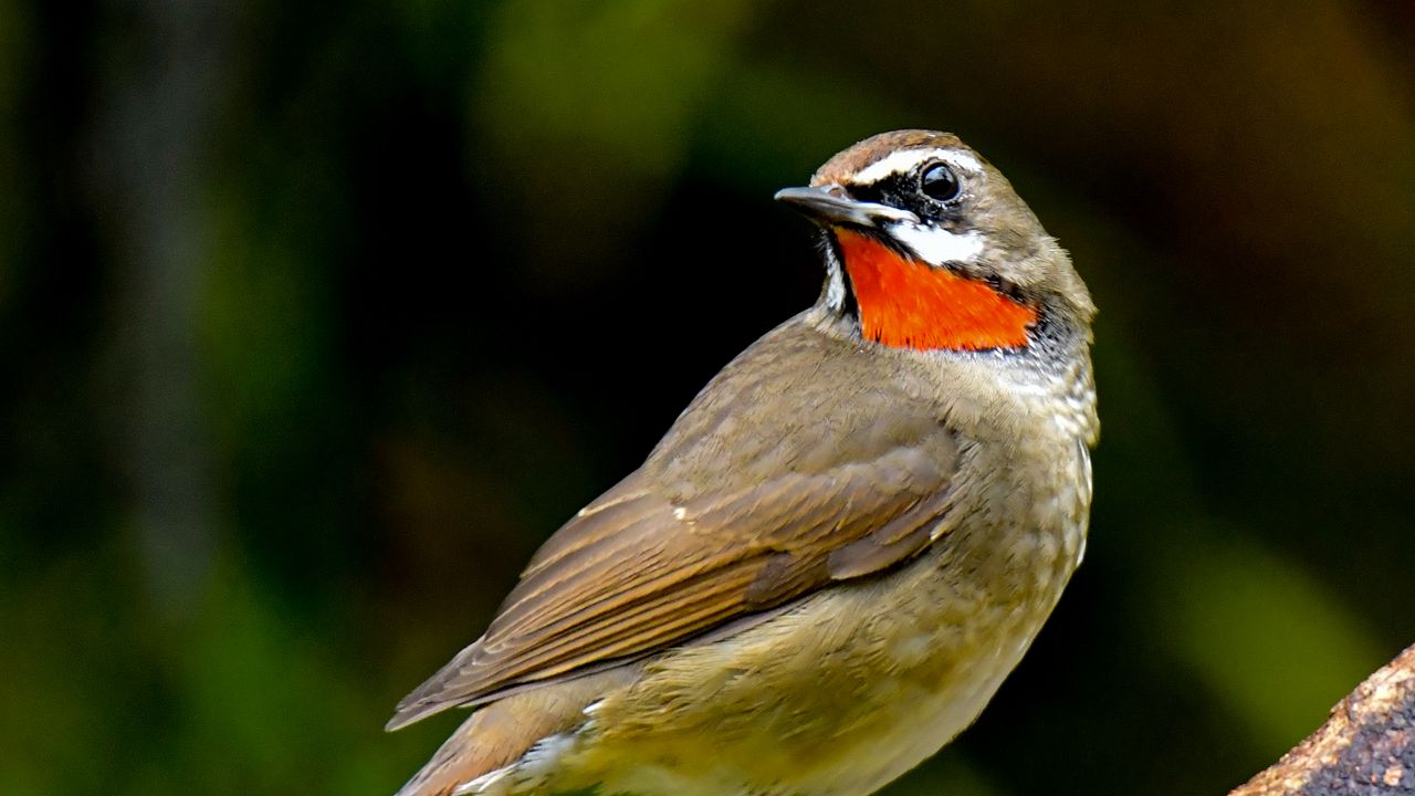 Wallpaper nightingale, bird, feathers, bright hd, picture, image