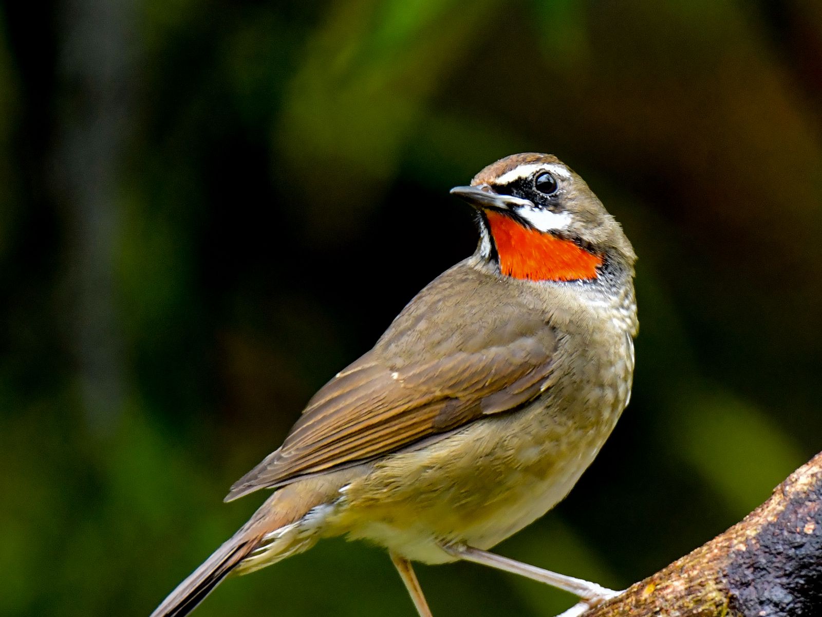 Download wallpaper 1600x1200 nightingale, bird, feathers, bright ...