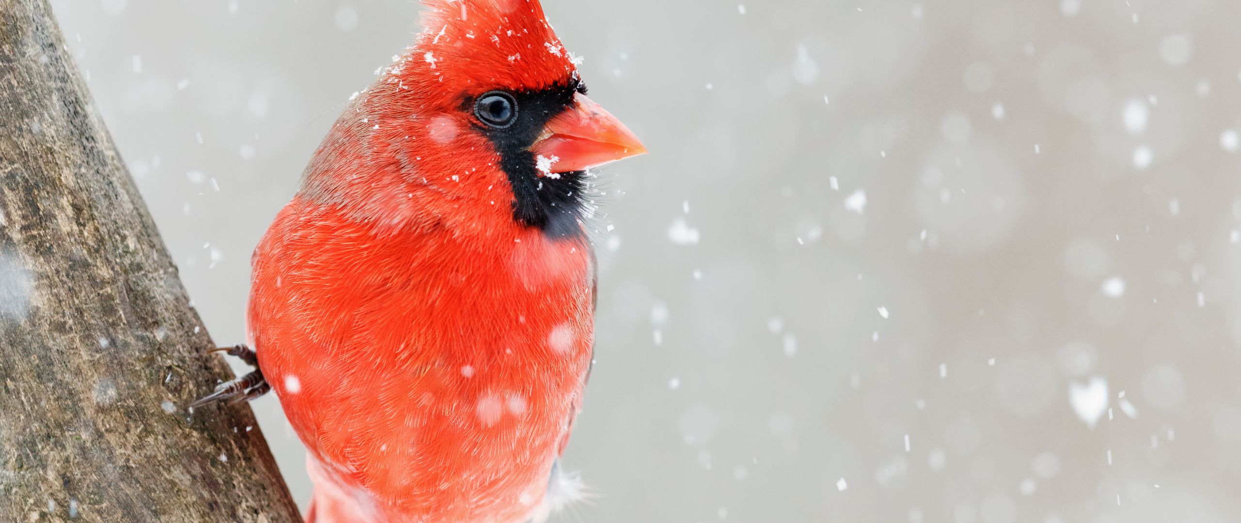 Download wallpaper 2560x1080 northern cardinal, bird, red, snow dual ...