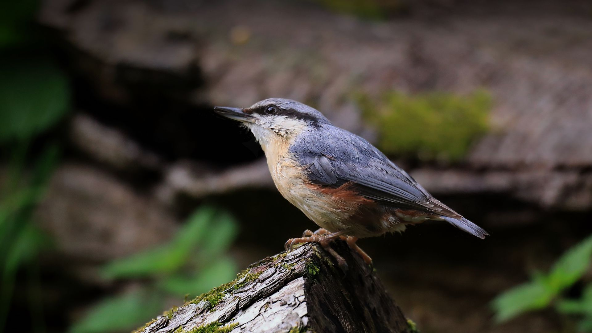 Download wallpaper 1920x1080 nuthatch, bird, wildlife, log full hd ...