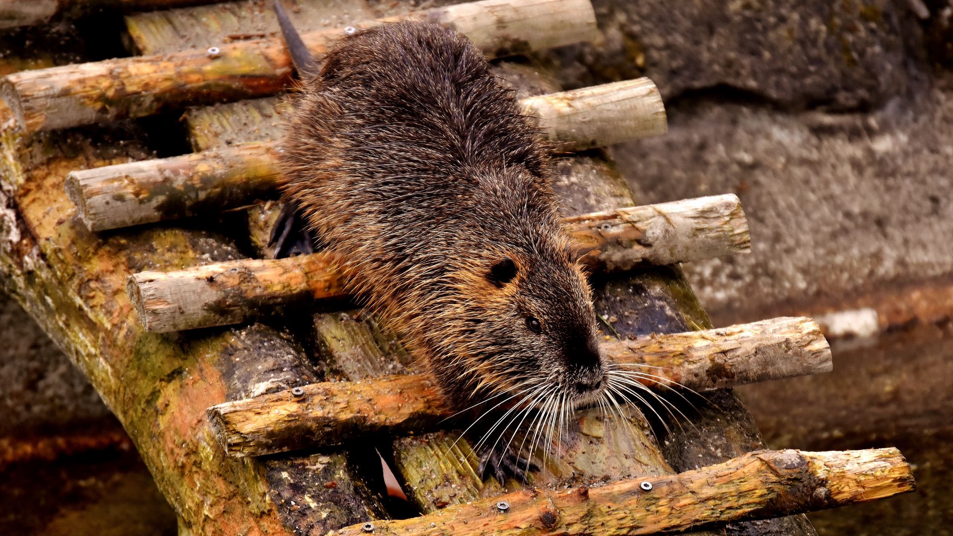 Download wallpaper 1920x1080 nutria, dam, coypu, rodent full hd, hdtv ...