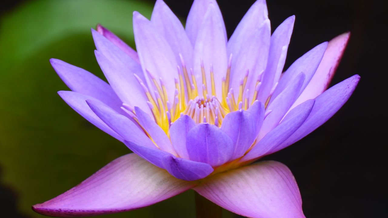 Wallpaper nymphaea nouchali var. caerulea, lotus, flower, blue, macro ...