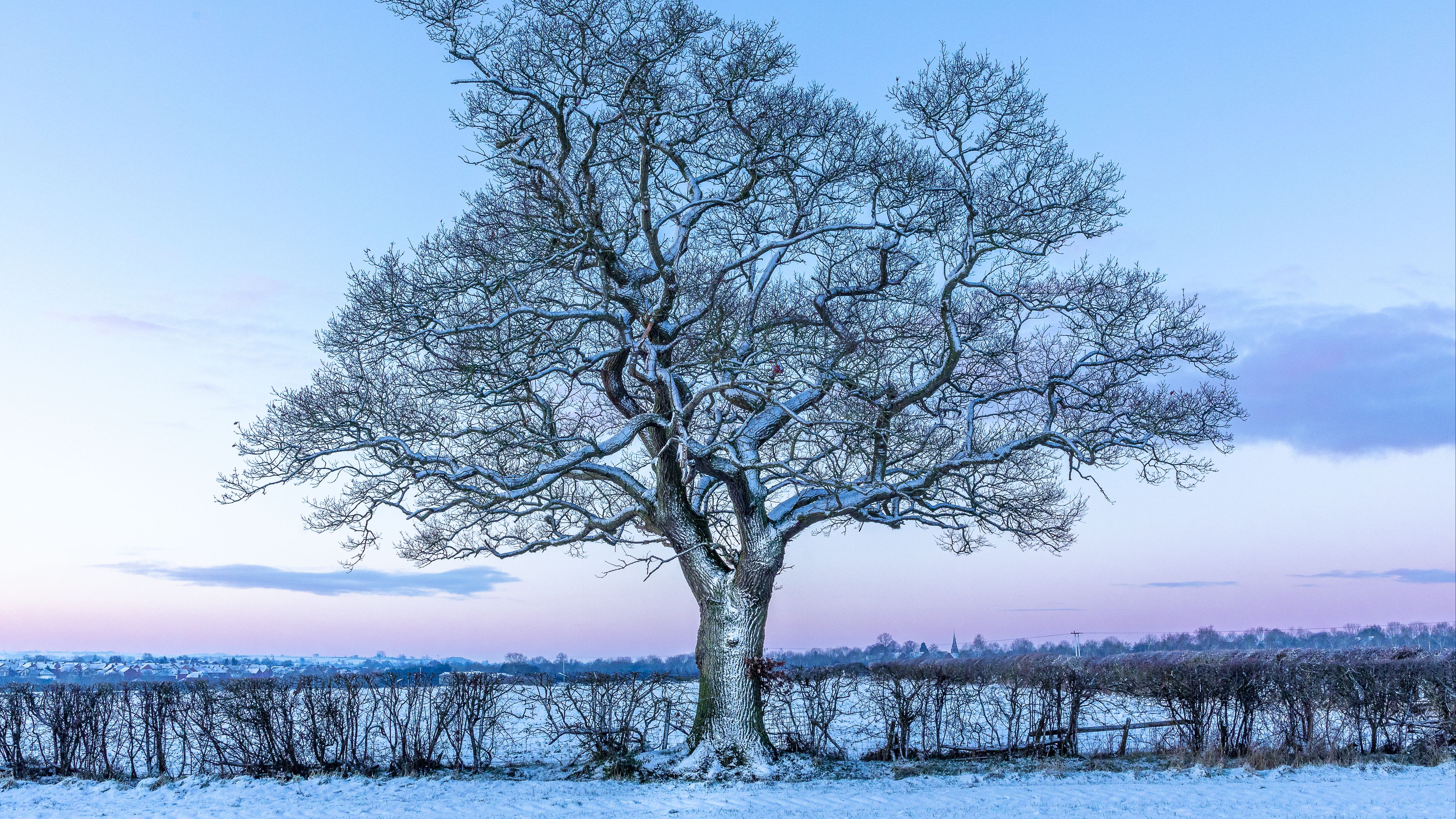 Oak Tree In Snow