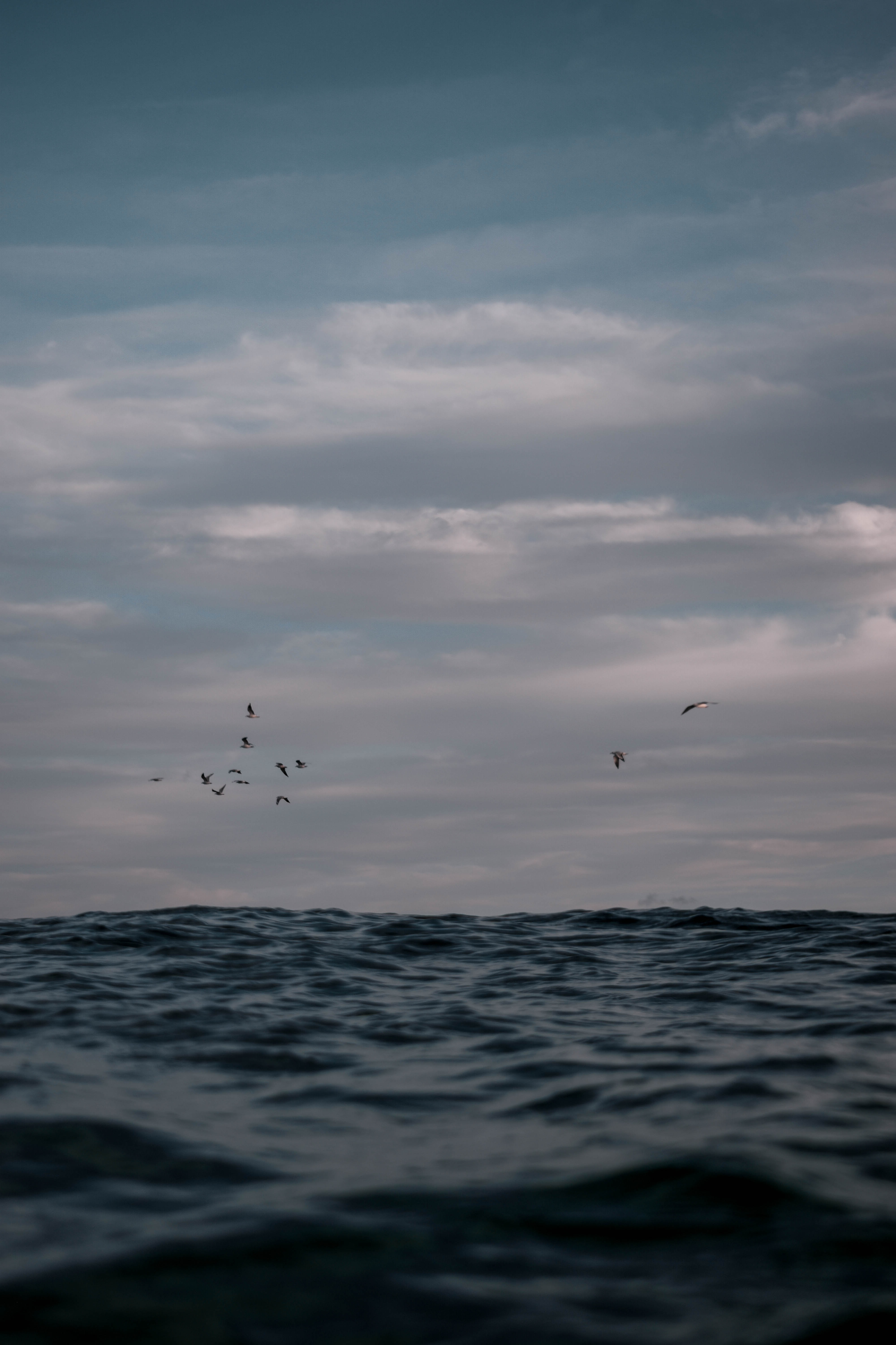 Download wallpaper 4000x6000 ocean, waves, water, birds hd background
