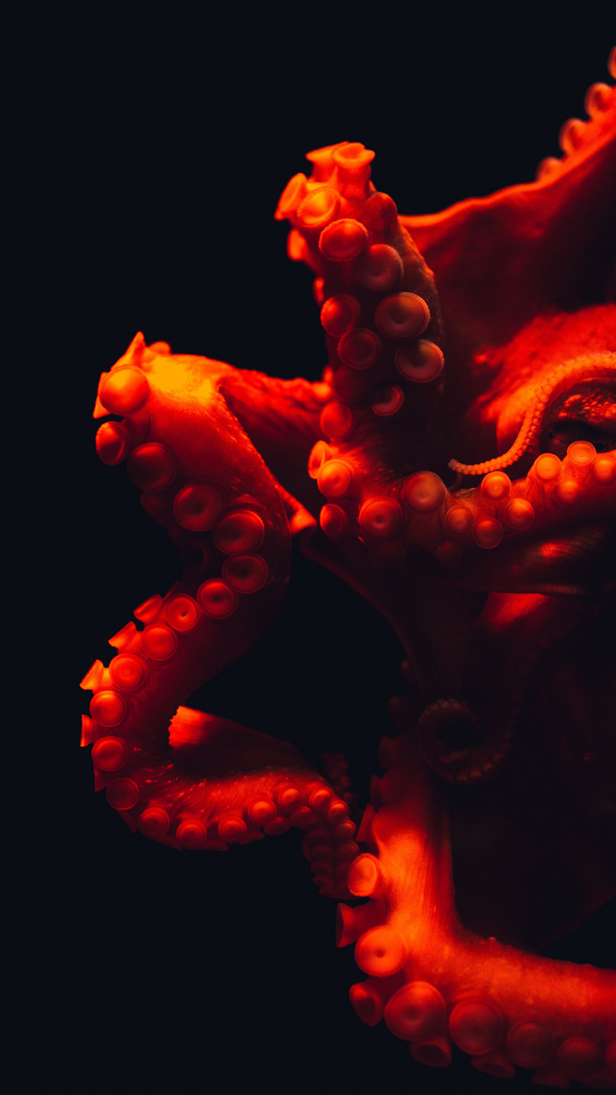 Download wallpaper 2160x3840 octopus, tentacles, red, underwater world ...