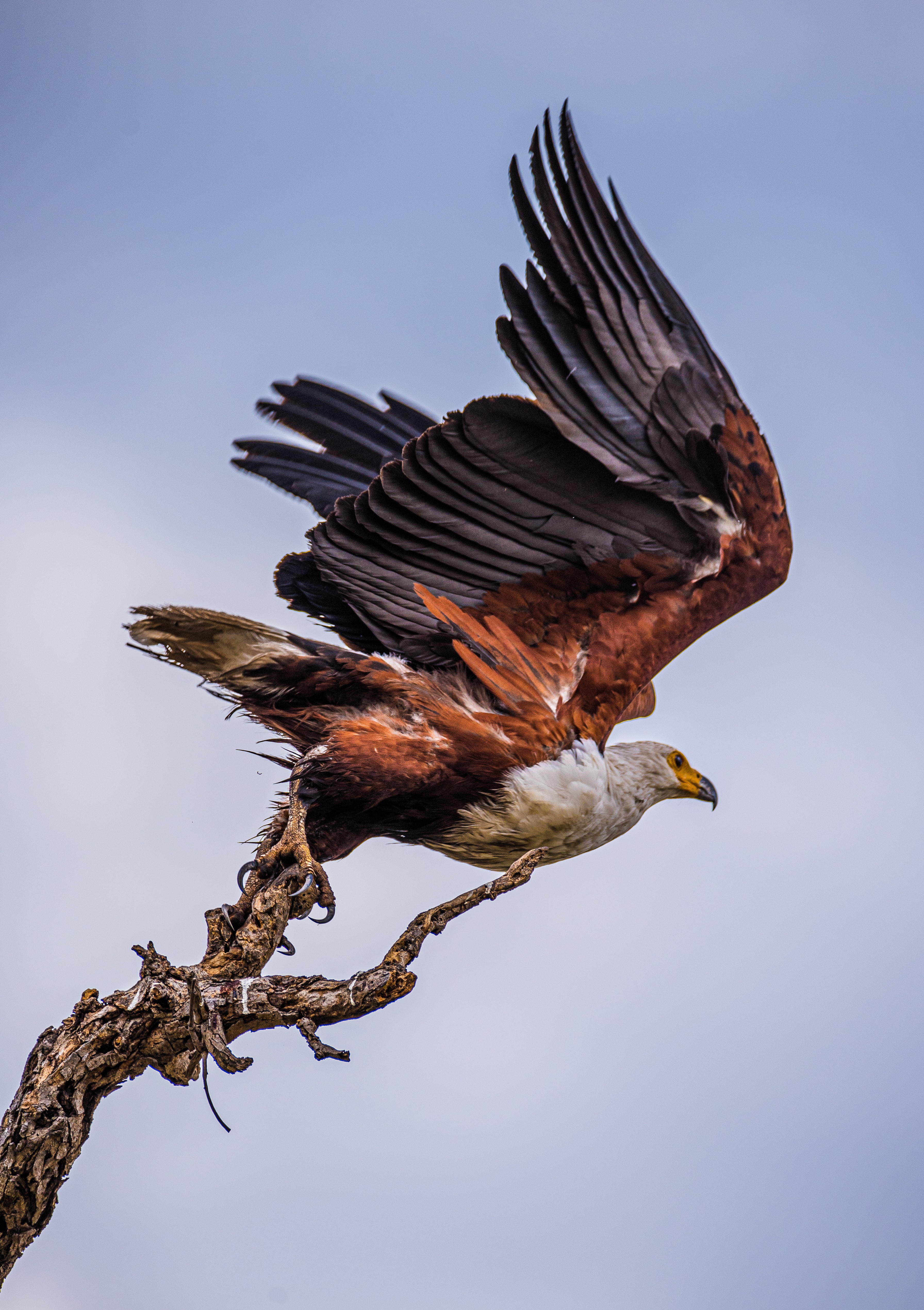 Download wallpaper 3584x5077 orlagn, bird, predator, branch, wings hd ...