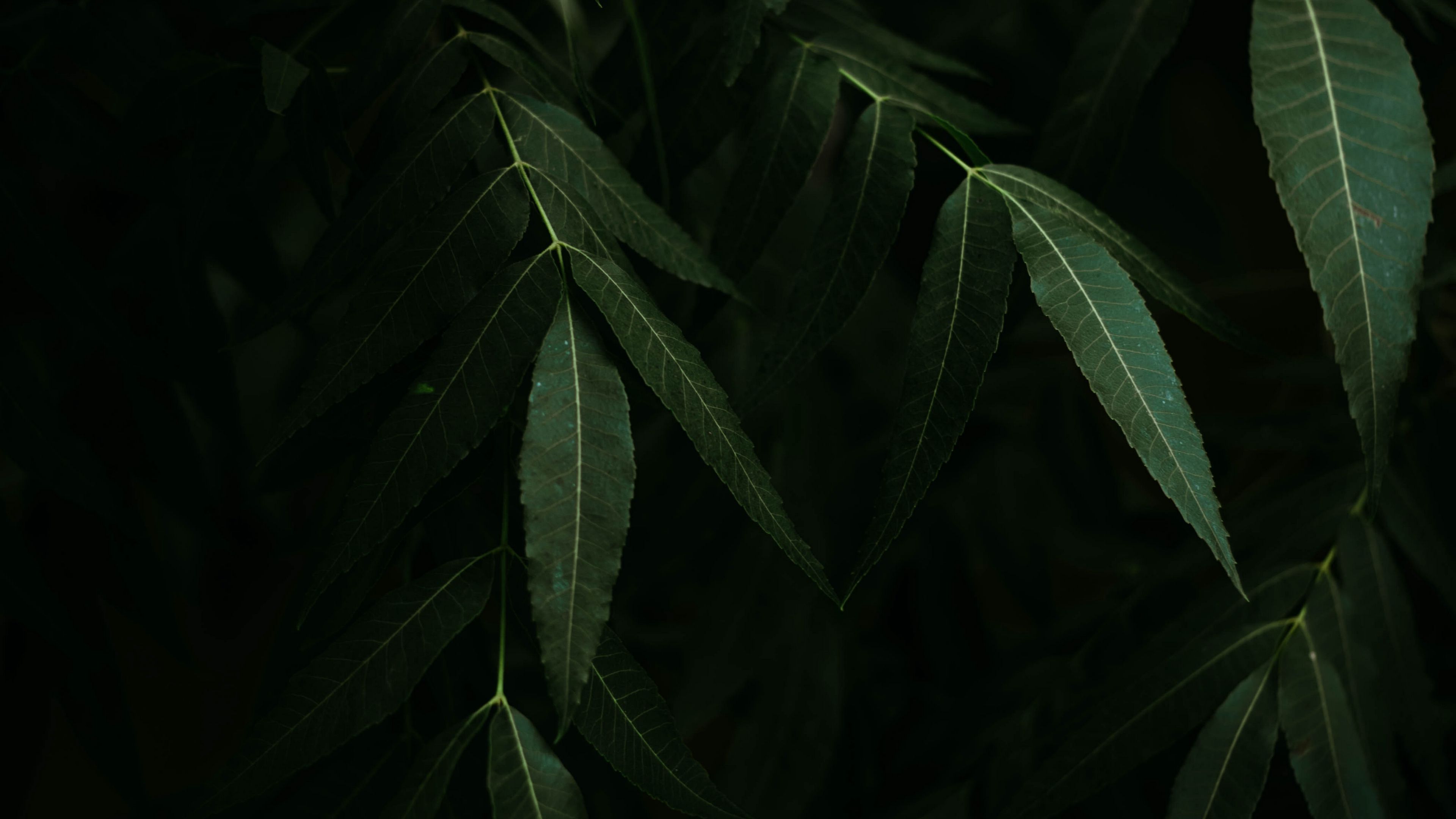 Download wallpaper 3840x2160 osier, branches, leaves, dark 4k uhd 16:9 ...