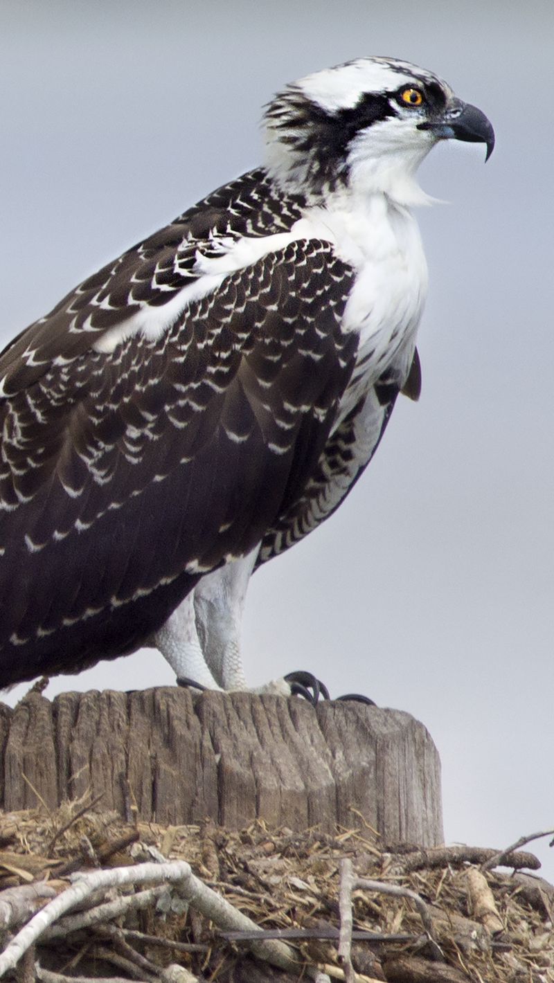 Download wallpaper 800x1420 osprey, predator, birds, nest, wings ...