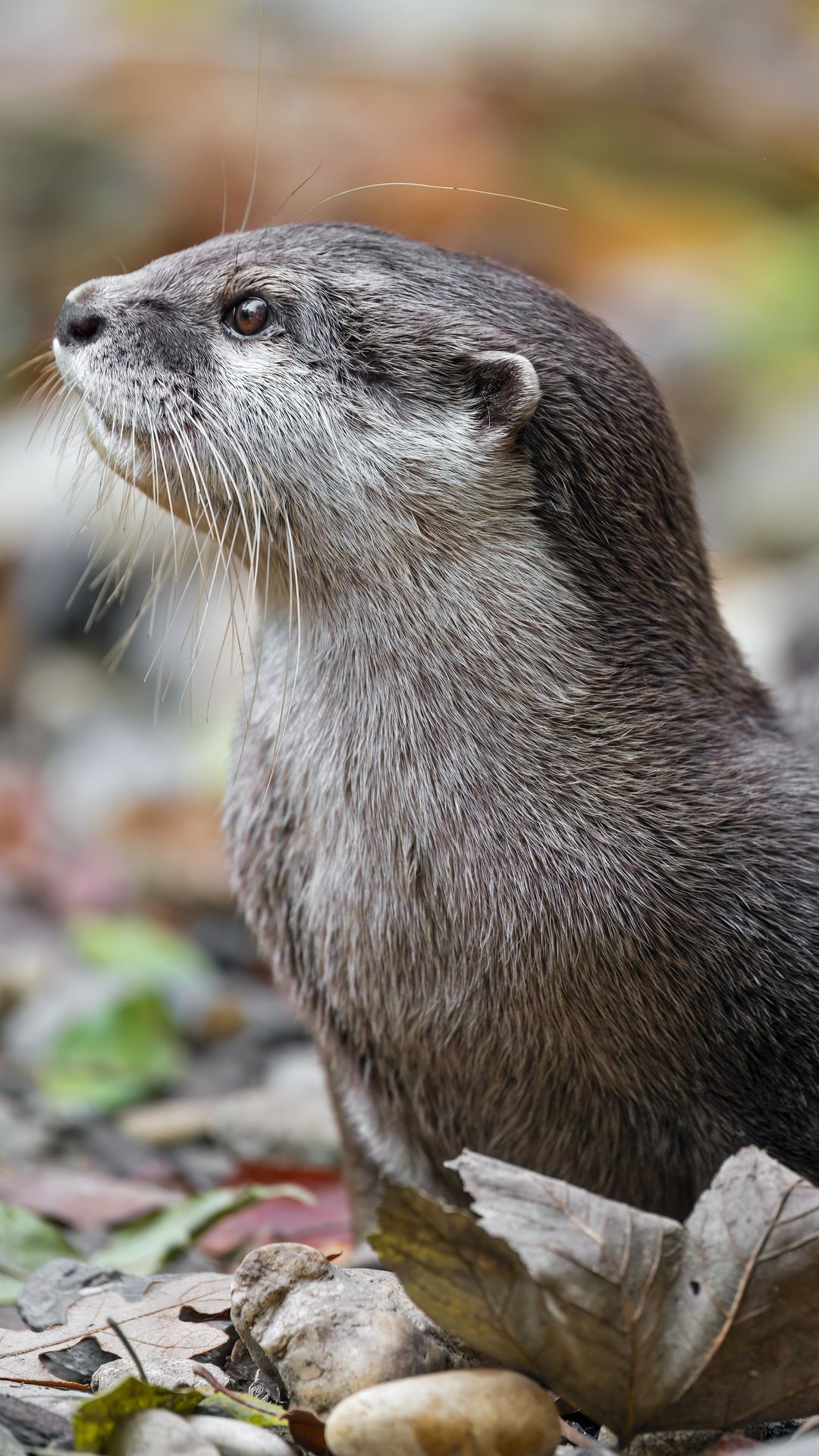 Download wallpaper 1080x1920 otter, animal, nature, wildlife, fur ...