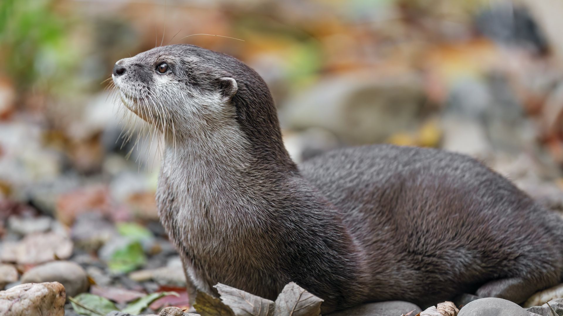 Download wallpaper 1920x1080 otter, animal, nature, wildlife, fur ...