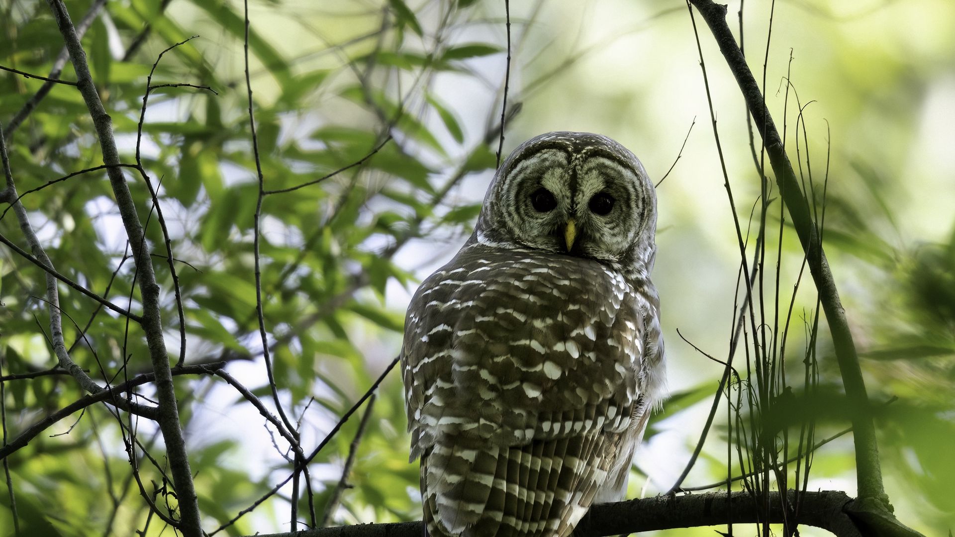 Download wallpaper 1920x1080 owl, bird, branches, trees, beaver full hd ...
