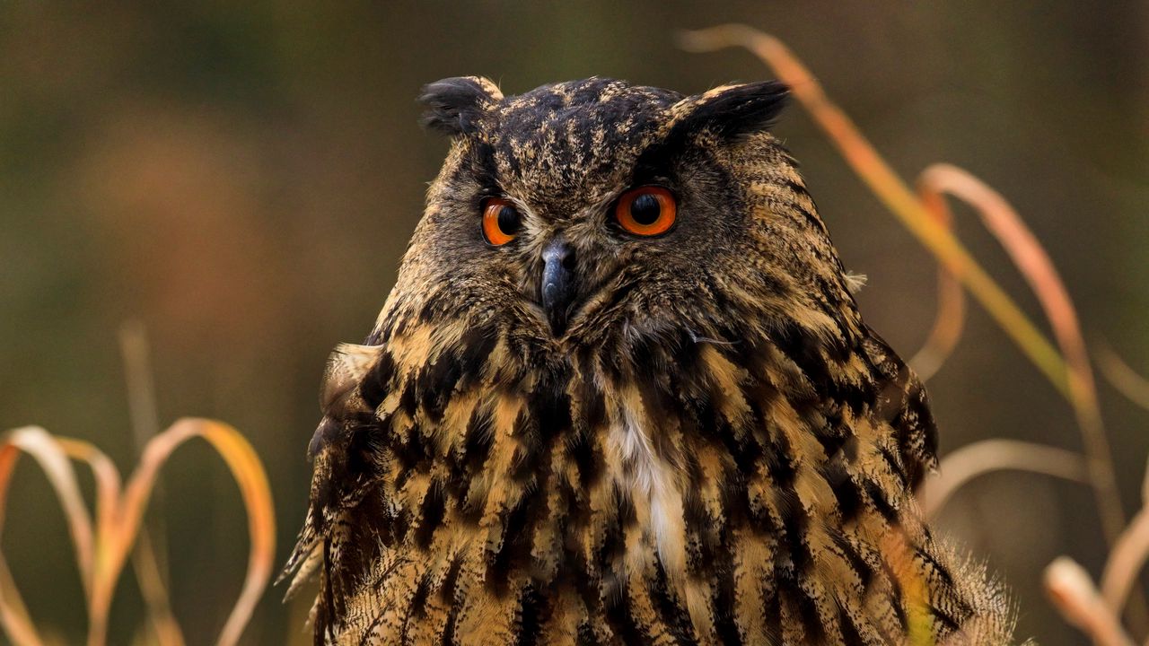 Wallpaper owl, bird, predator, grass, wildlife hd, picture, image