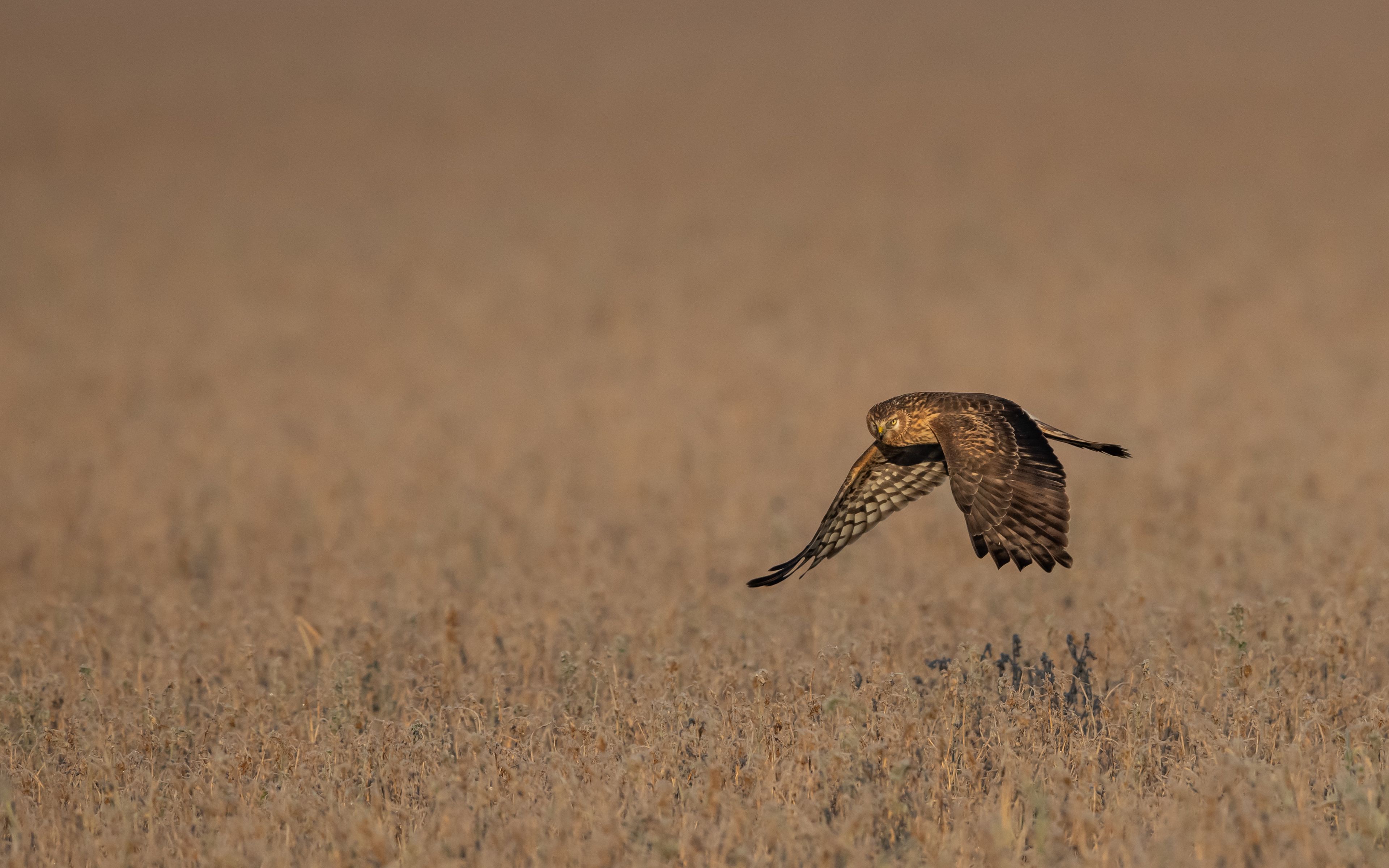 Download wallpaper 3840x2400 owl, bird, predator, flight, grass 4k ...