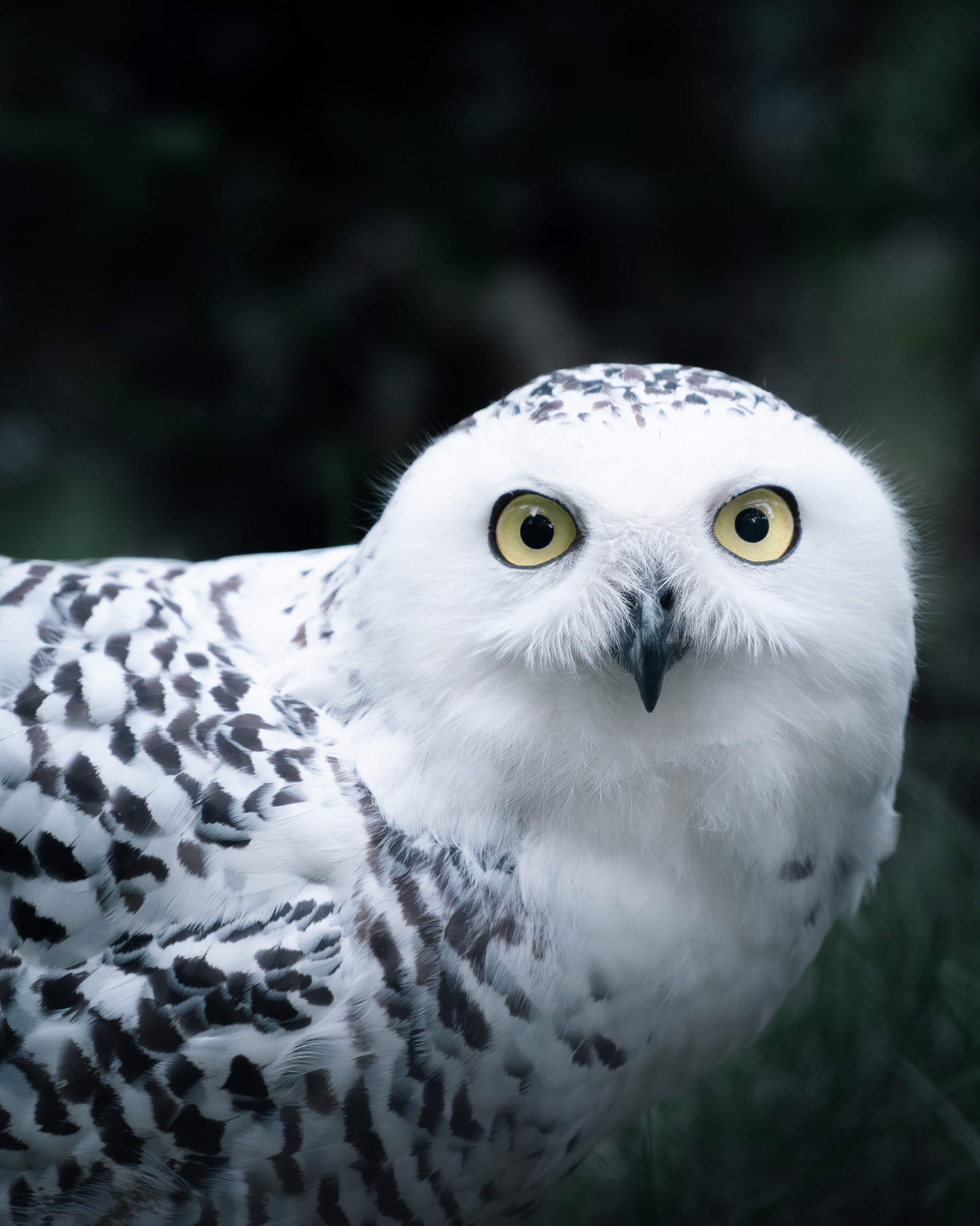 Download wallpaper 3006x3758 owl, white, bird, glance hd background