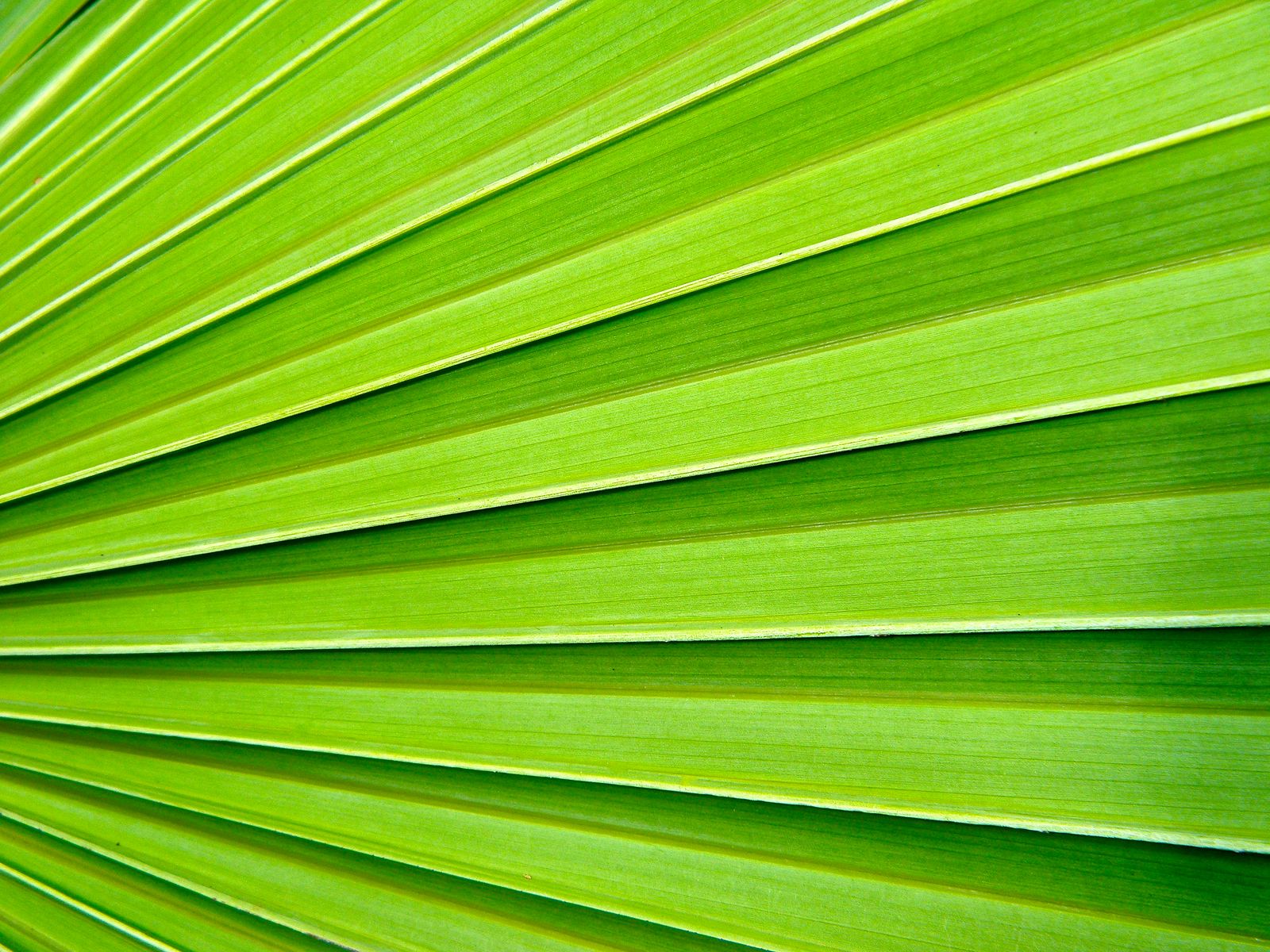 Download wallpaper 1600x1200 palm, texture, plant, macro, green ...