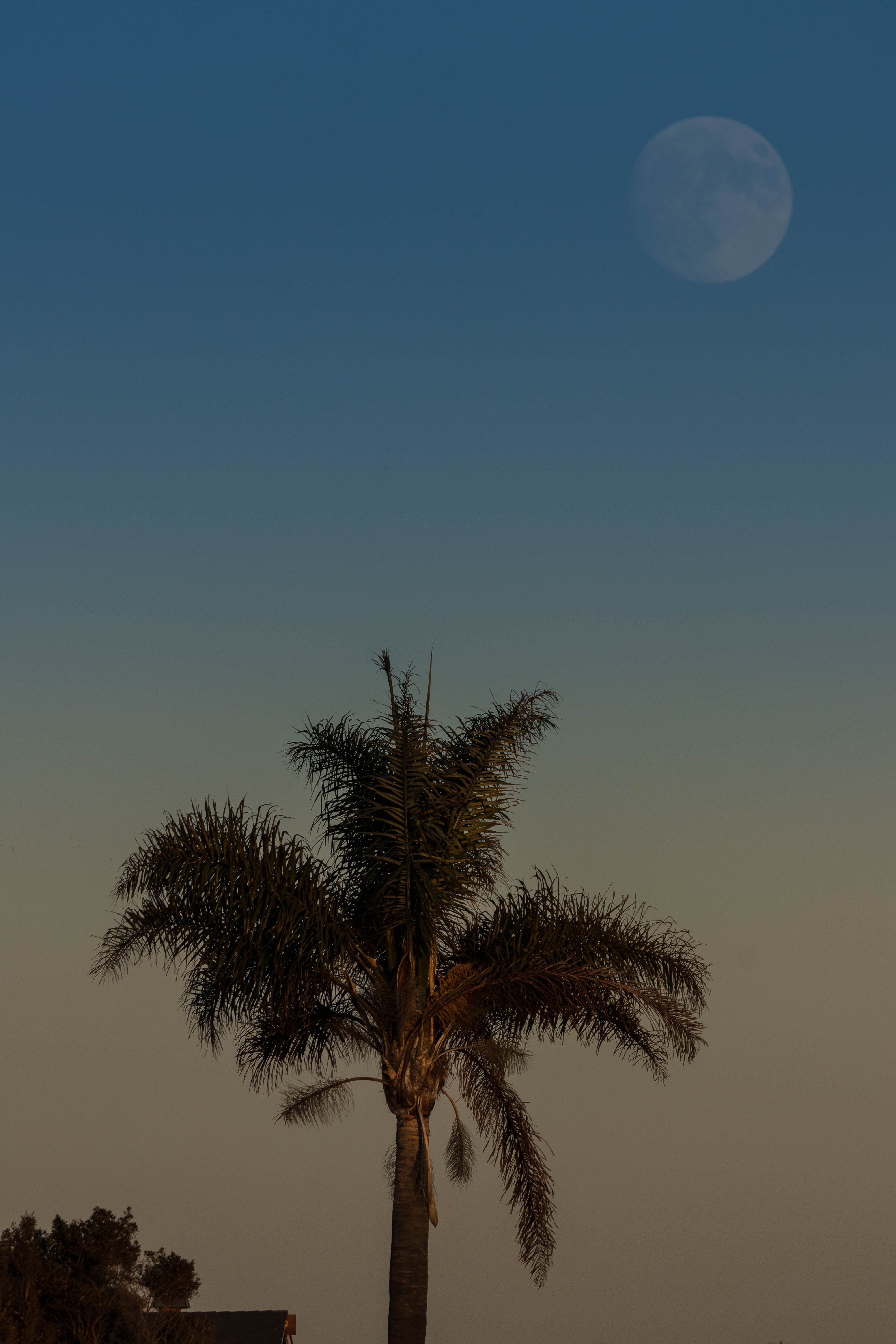 Download wallpaper 4000x6000 palm tree, tree, leaves, sky, twilight hd ...