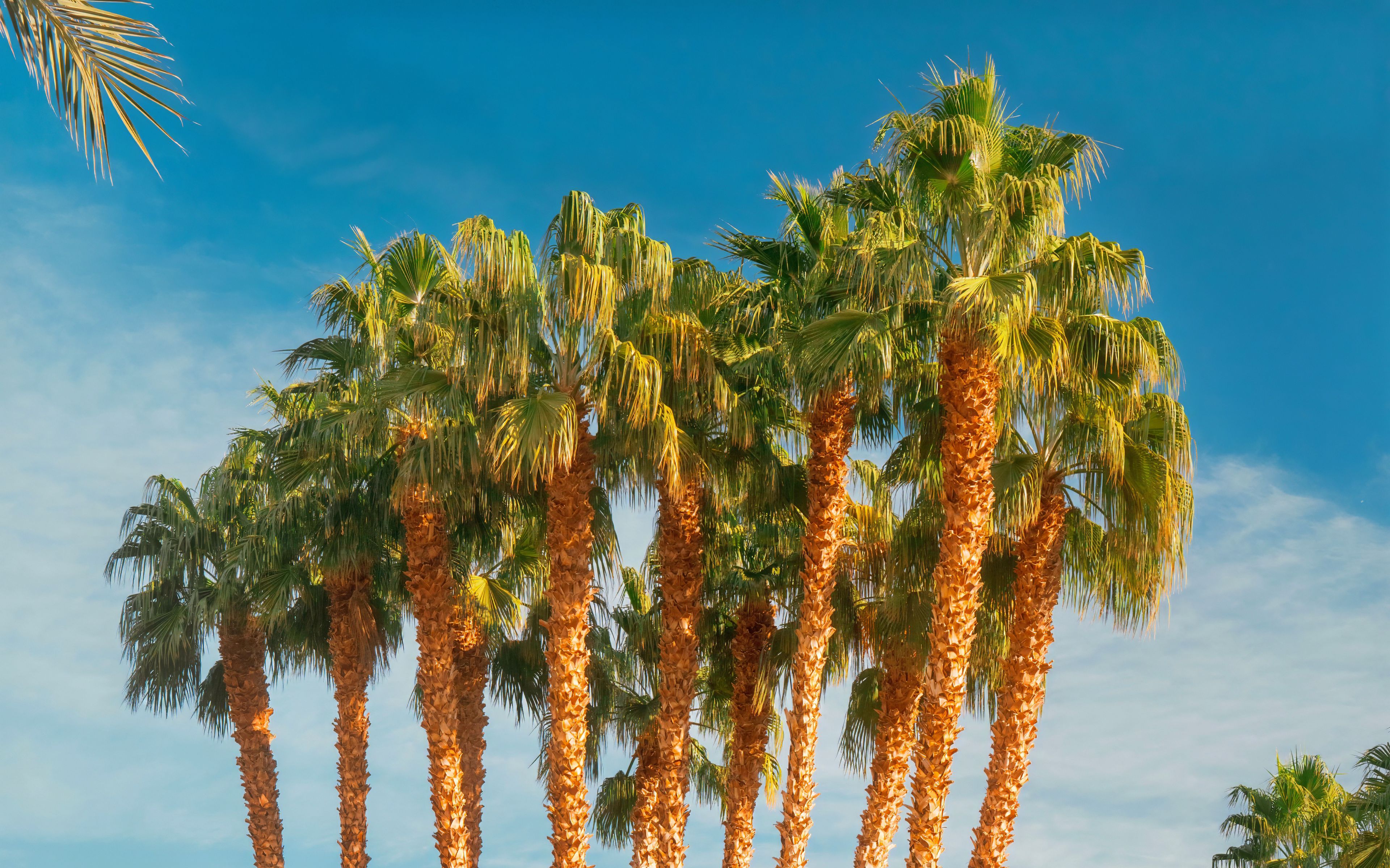 Download wallpaper 3840x2400 palm trees, tropics, city 4k ultra hd 16: ...
