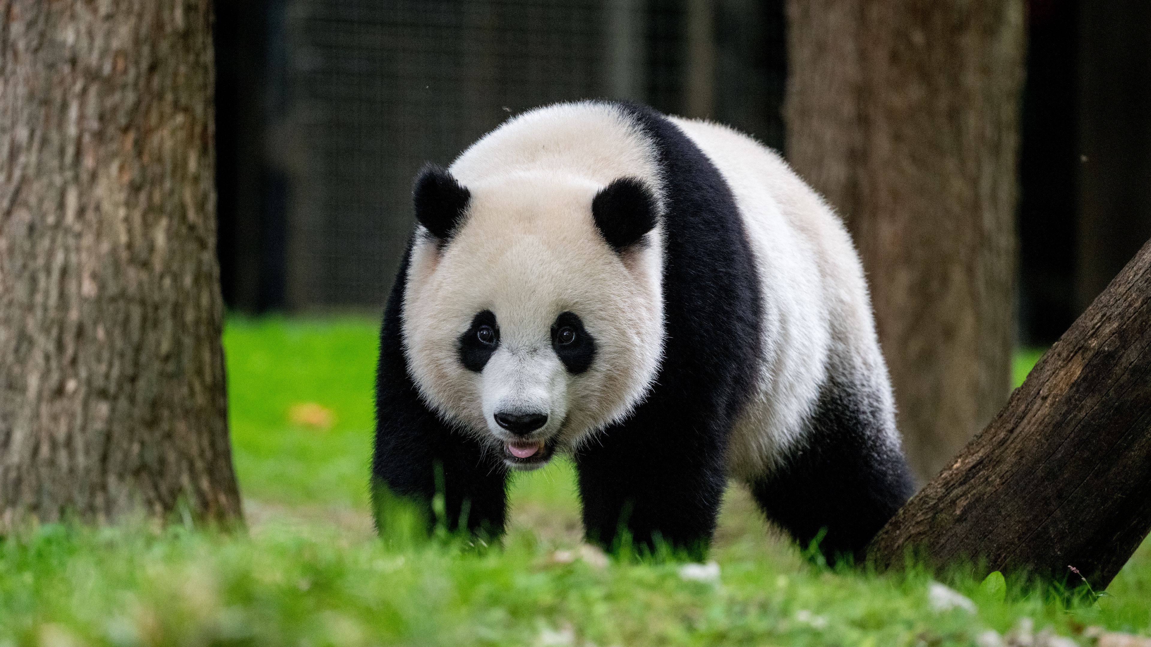 Download wallpaper 3840x2160 panda, animal, wildlife, grass 4k uhd 16:9 ...