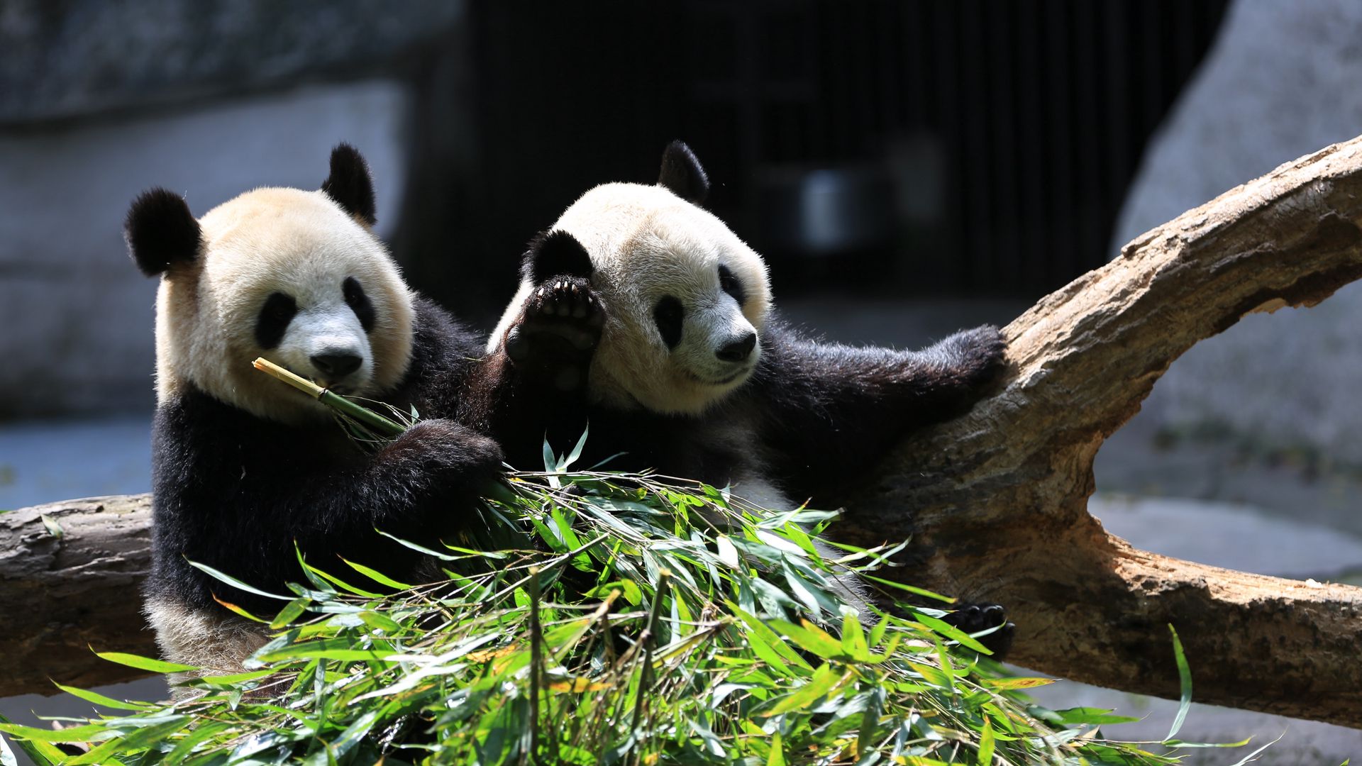 Download wallpaper 1920x1080 panda, animals, bamboo, leaves, cute full ...